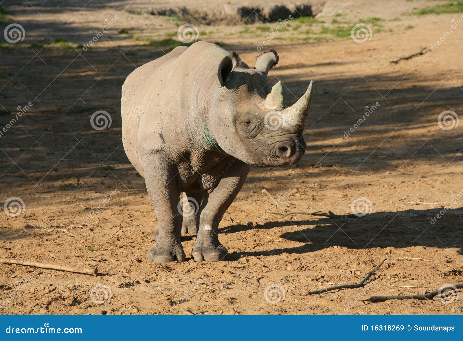 Rhinoceros in sun in wild stock image. Image of conservation - 16318269