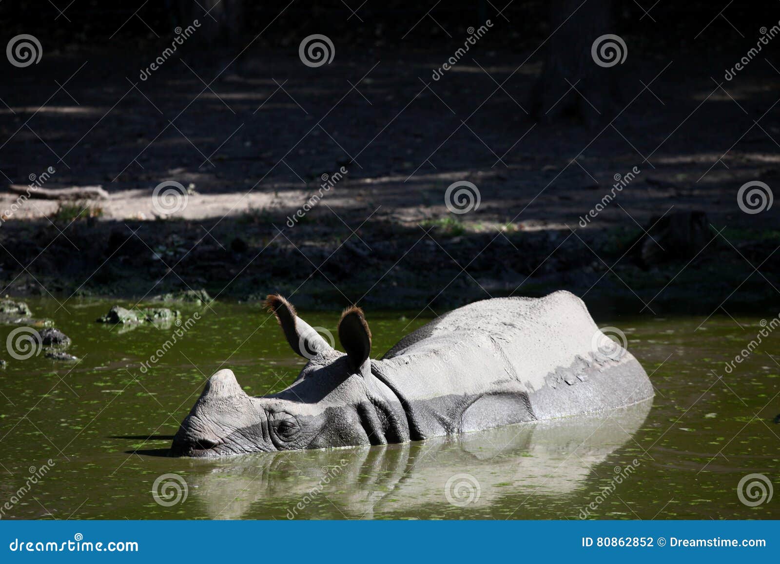 Rhinoceros Swimming Stock Photos - Download 58 Images