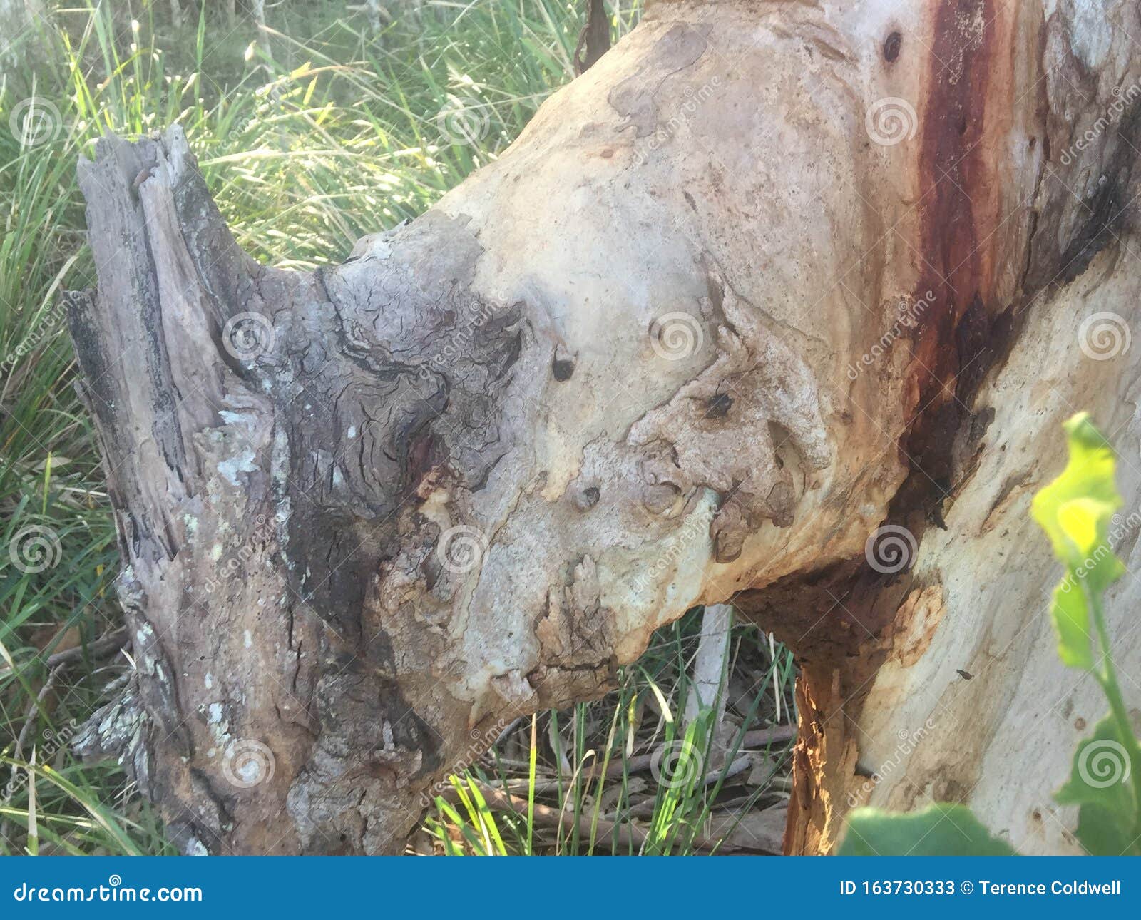 A Rhinoceros On A Cut Of A Tree Stump. A Pair Of Rhinoceros Beetles ...