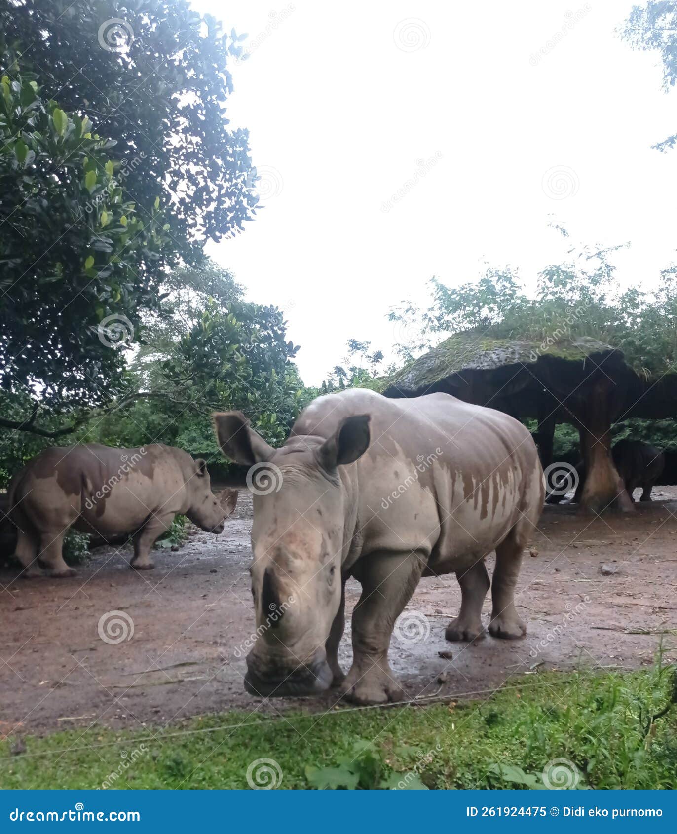 Rhinoceros is very big stock image. Image of bogor, animals - 261924475