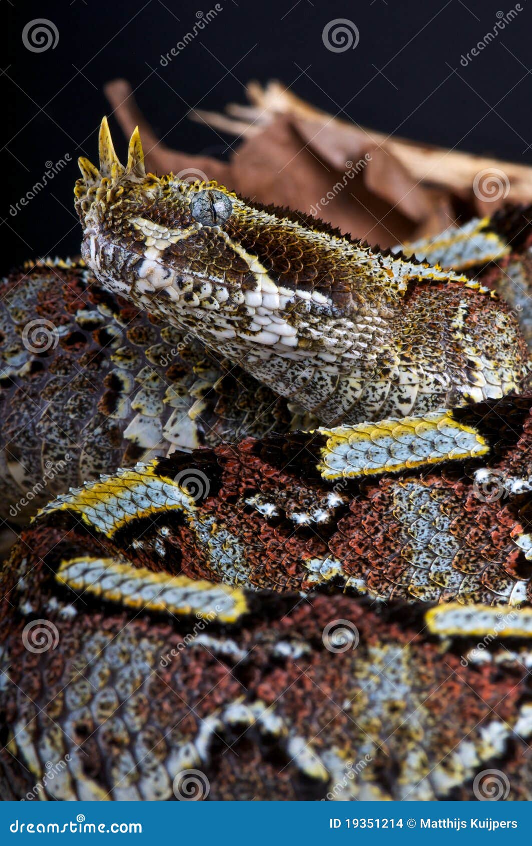 Rhinoceros viper stock photo. Image of wildlife, horns - 19351214