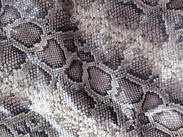 Rhinoceros Viper Skin Pattern Stock Photo - Image of poster, jaguar ...