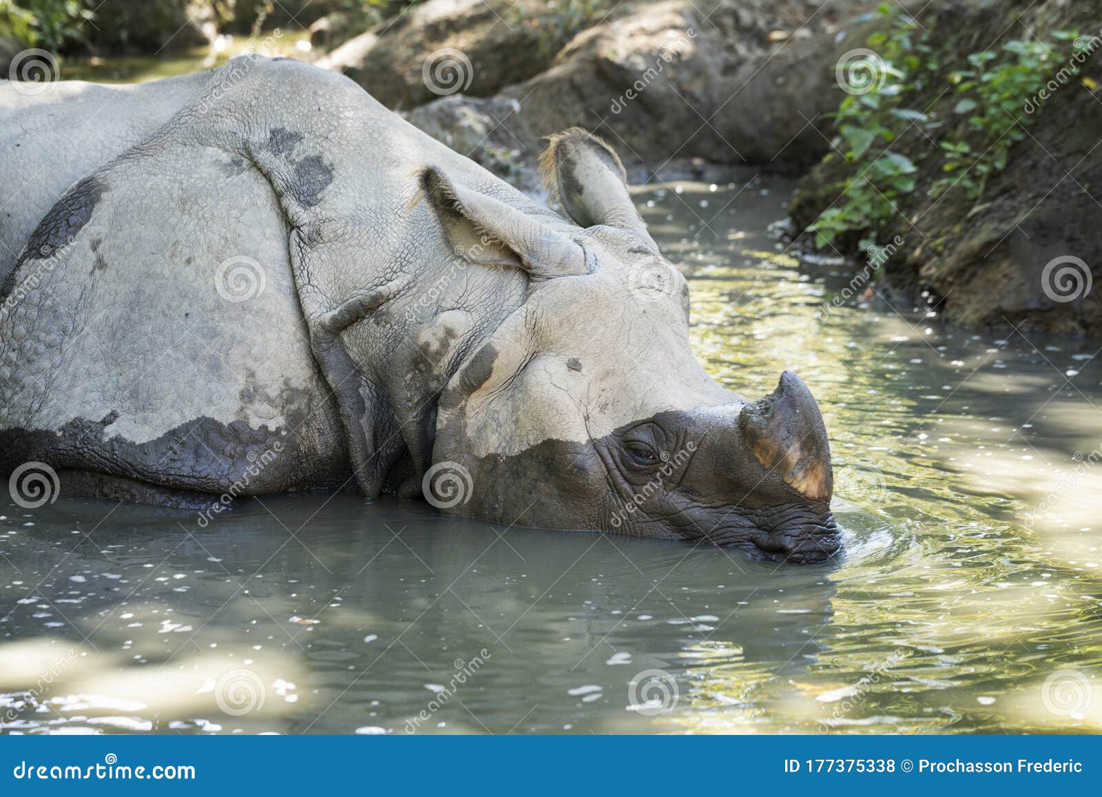 Rhinoceros in water stock photo. Image of rhinoceros - 177375338