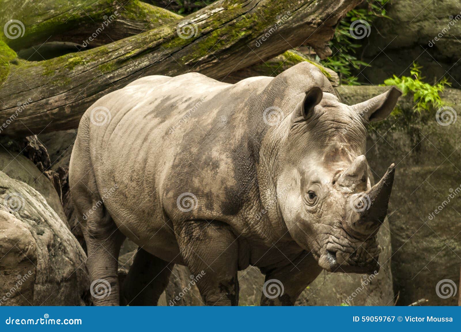 Rhinoceros in the Wild with Trees and Rocks in the Background Stock ...