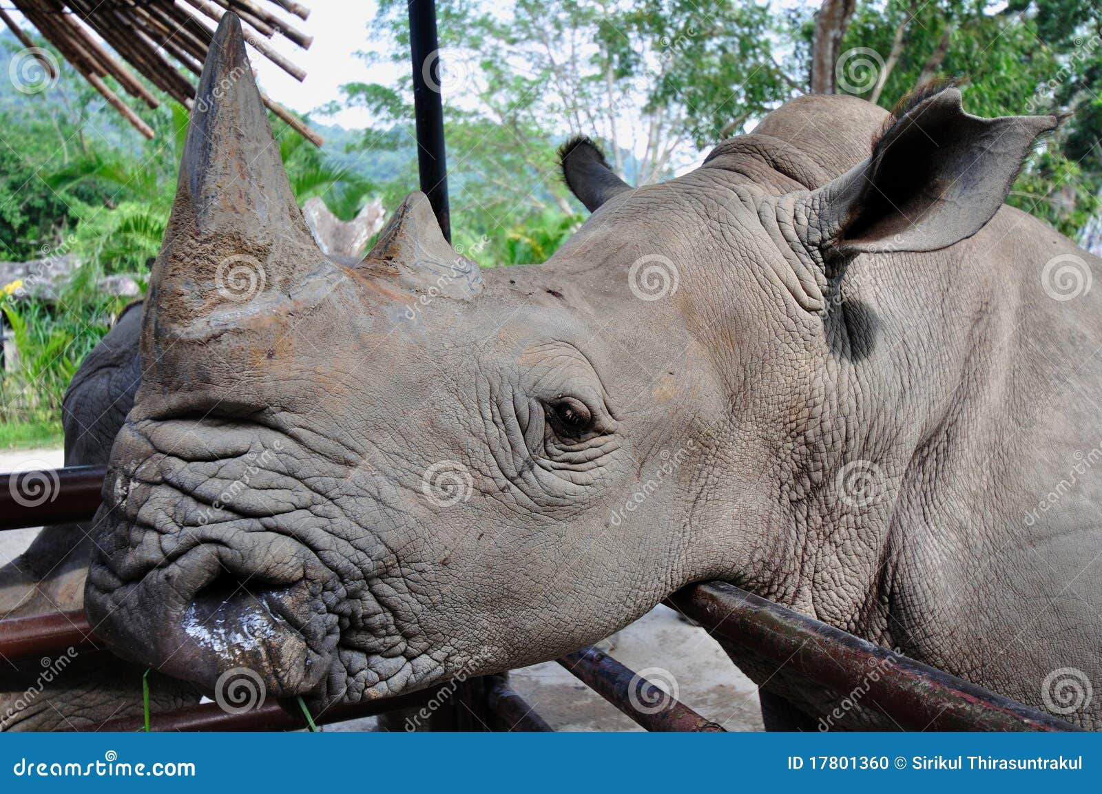 Rhinoceros in the zoo stock photo. Image of horned, shot - 17801360