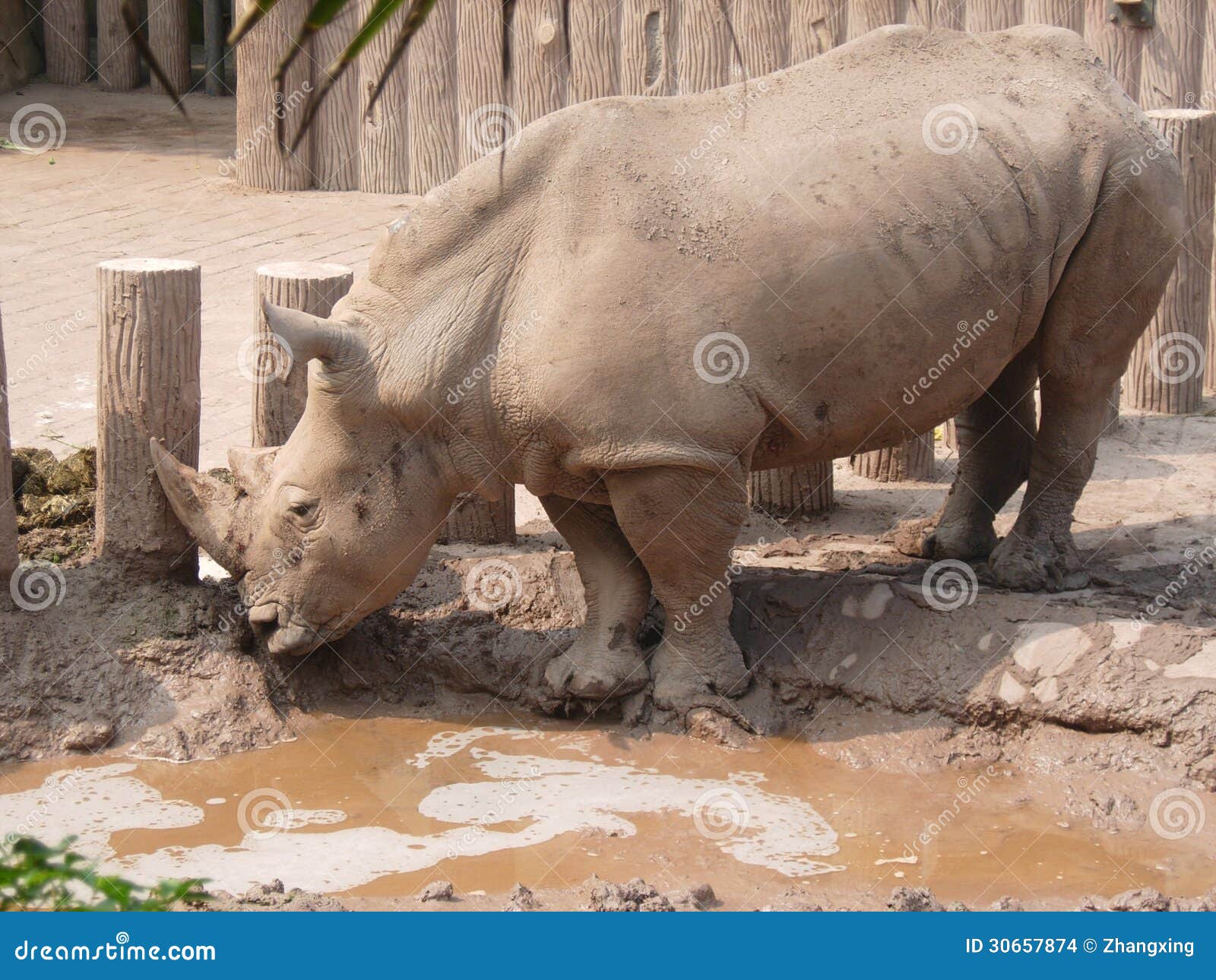 Rhinoceros in the zoo stock photo. Image of africa, swimming - 30657874