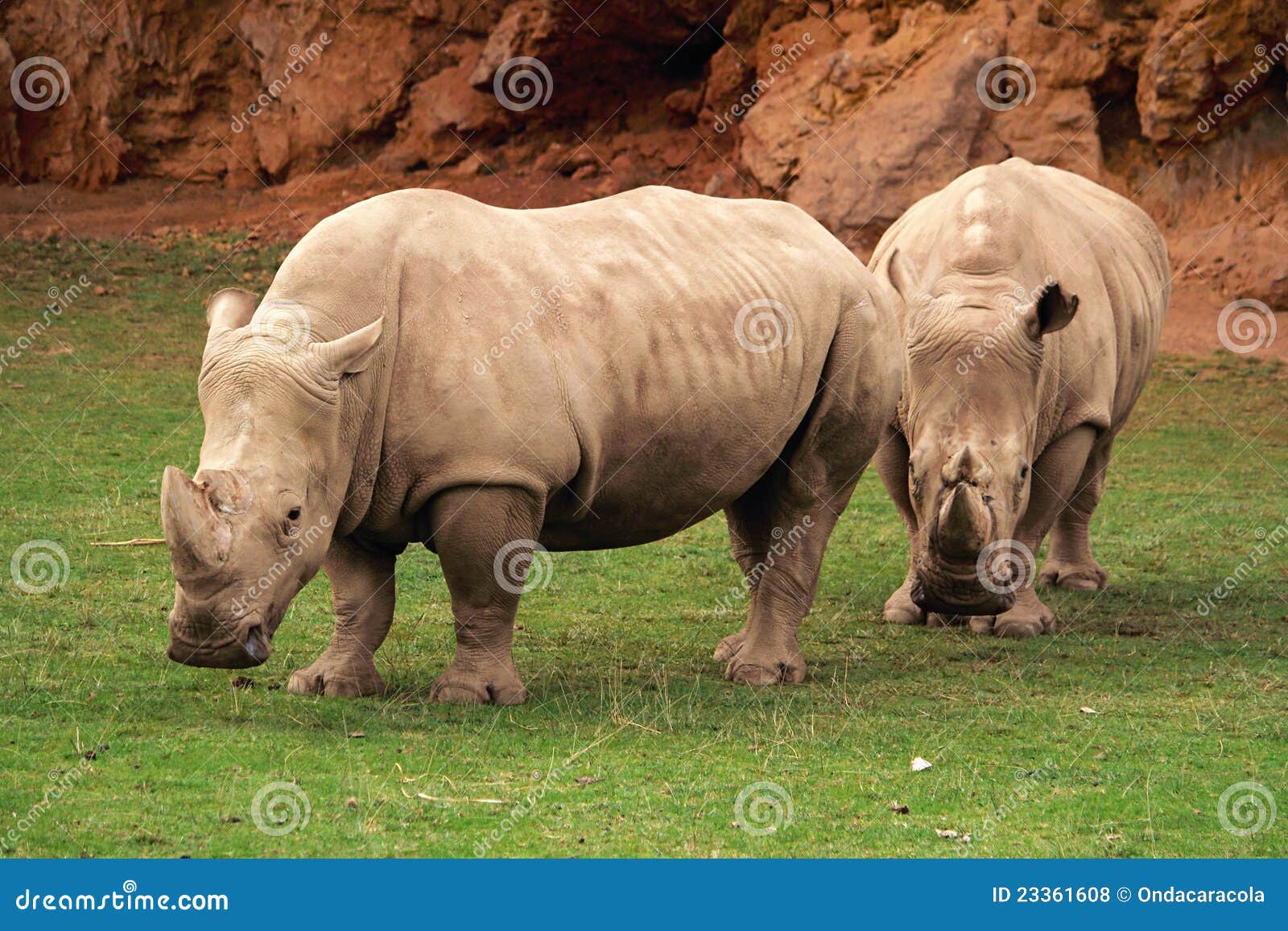 Rhinocerotidae stock photo. Image of diversity, heavy - 23361608