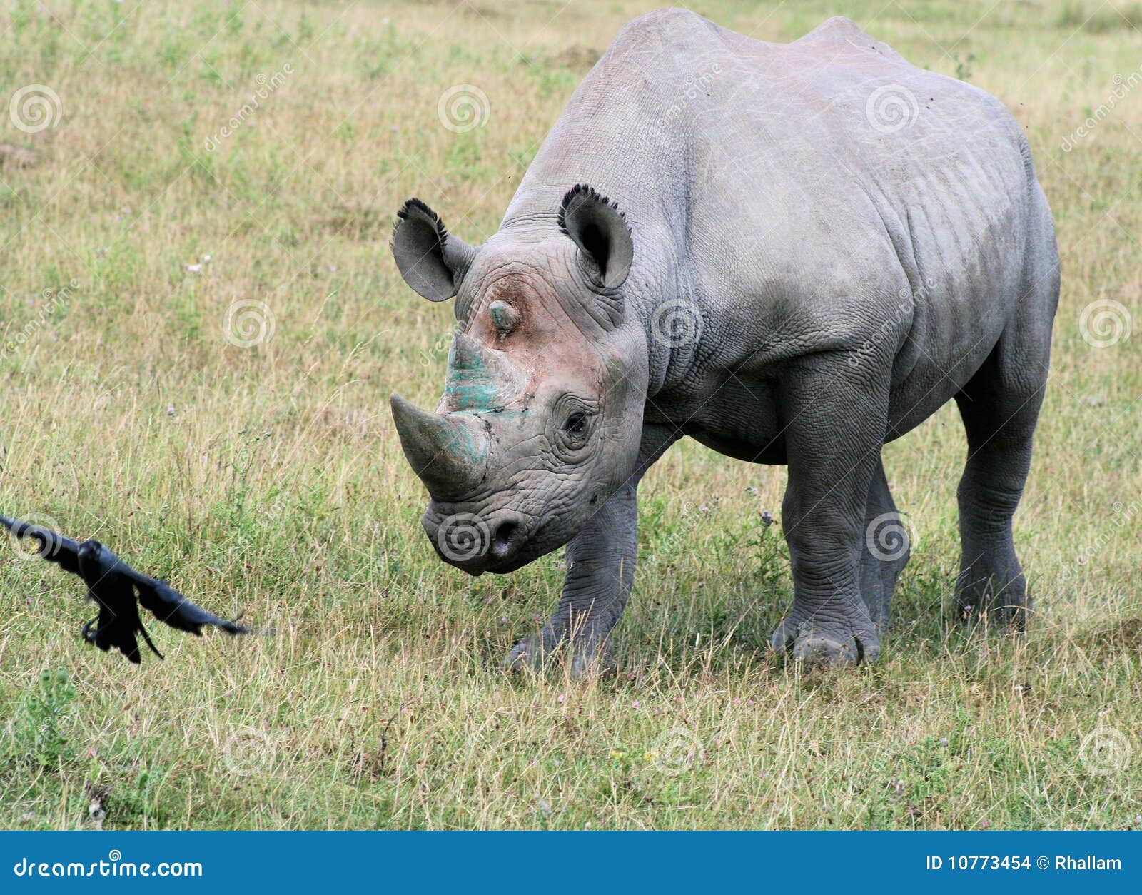 Rhinocerous 10 stock photo. Image of rhinocerous, hide - 10773454