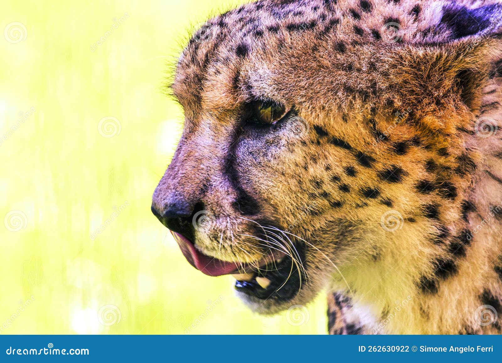 Hungry Cheetah Royalty-Free Stock Photography | CartoonDealer.com #2880161