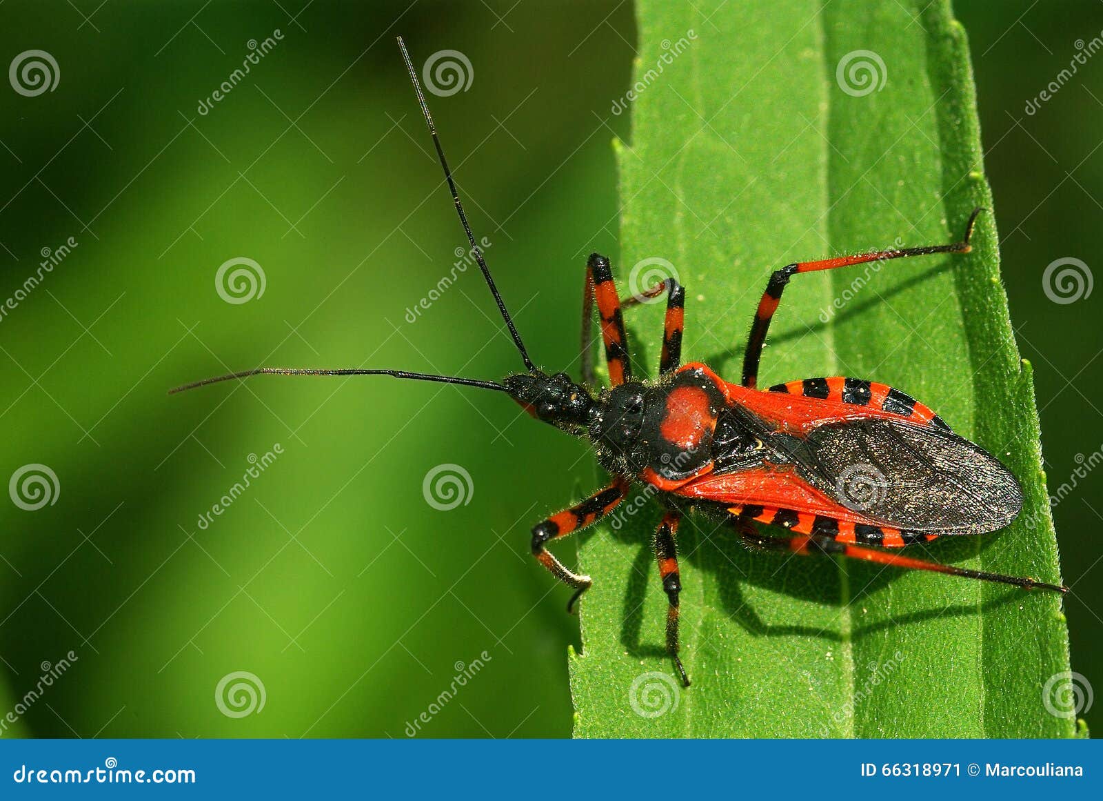 Rhinocoris assassin bug stock image. Image of heteroptera - 66318971
