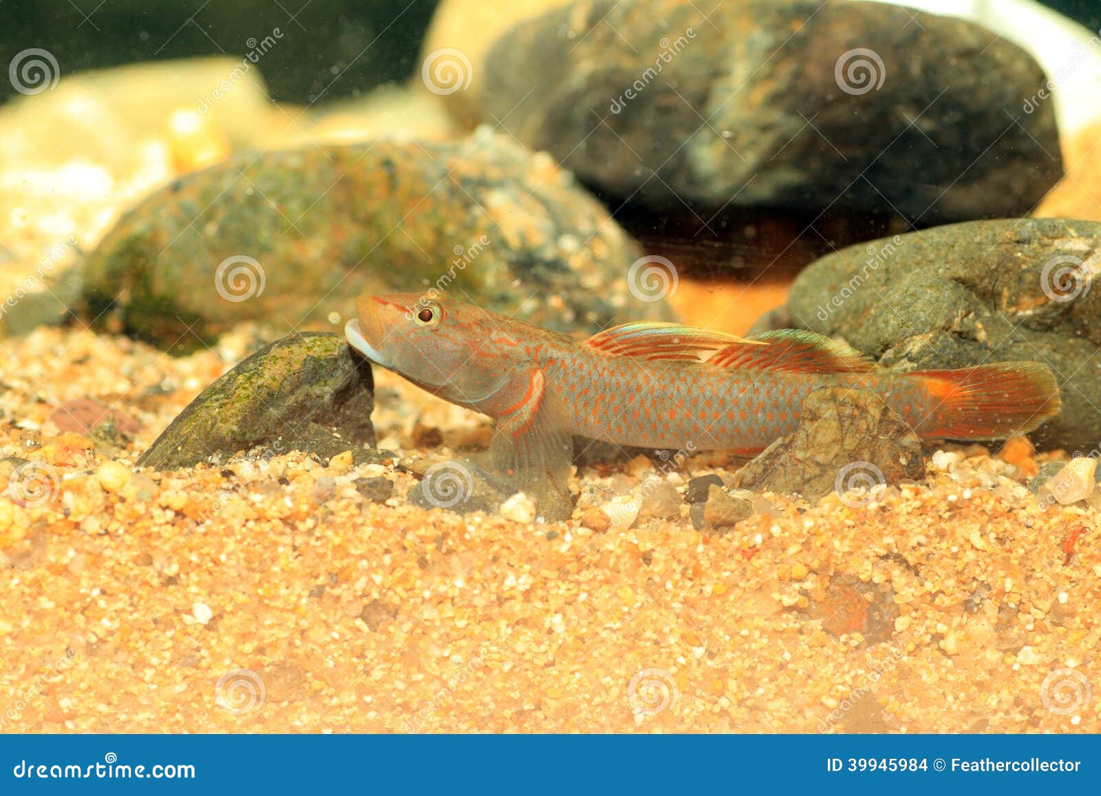Rhinogobius flumineus goby stock photo. Image of goby - 39945984