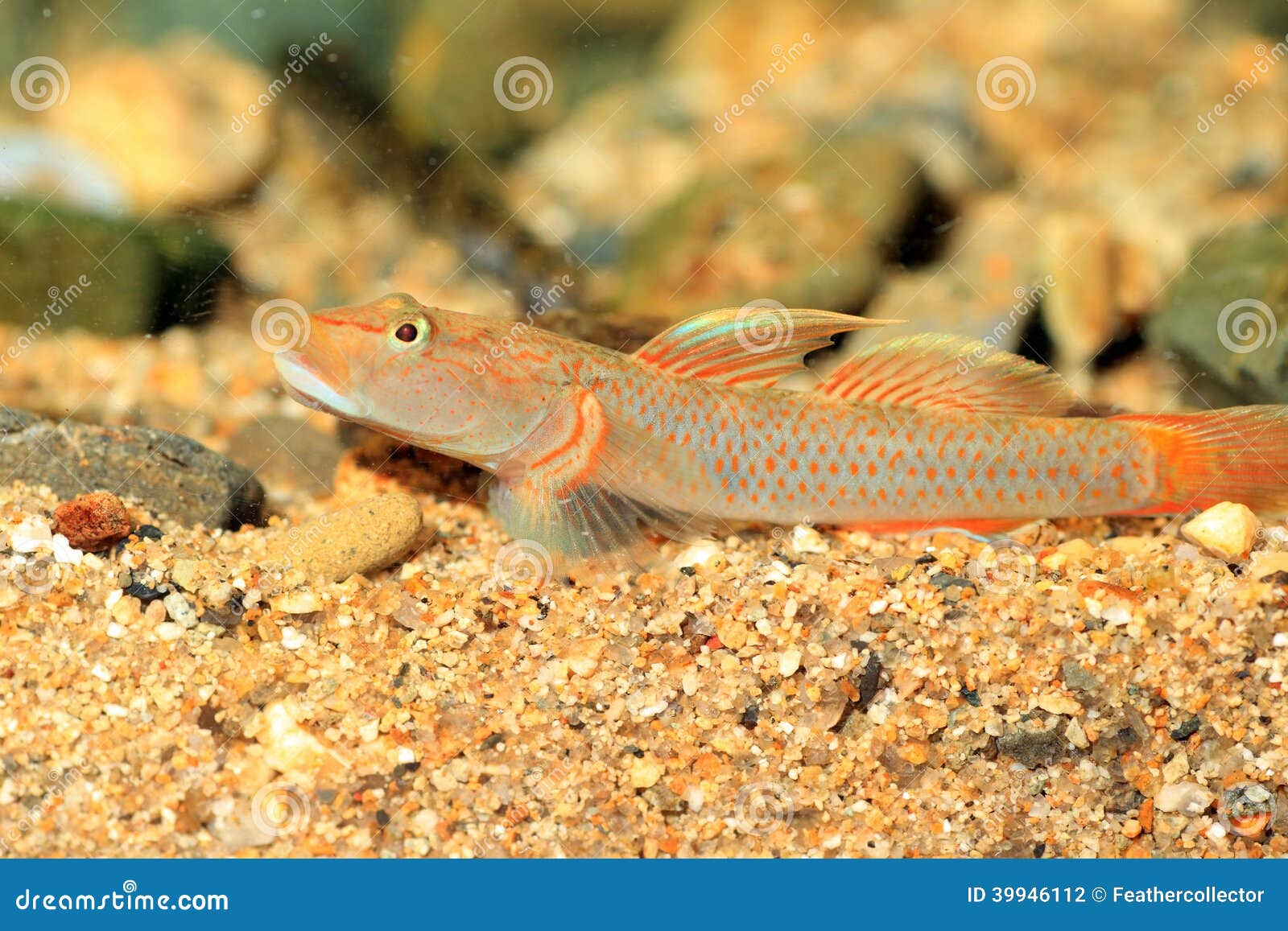 Rhinogobius flumineus goby stock photo. Image of fishes - 39946112