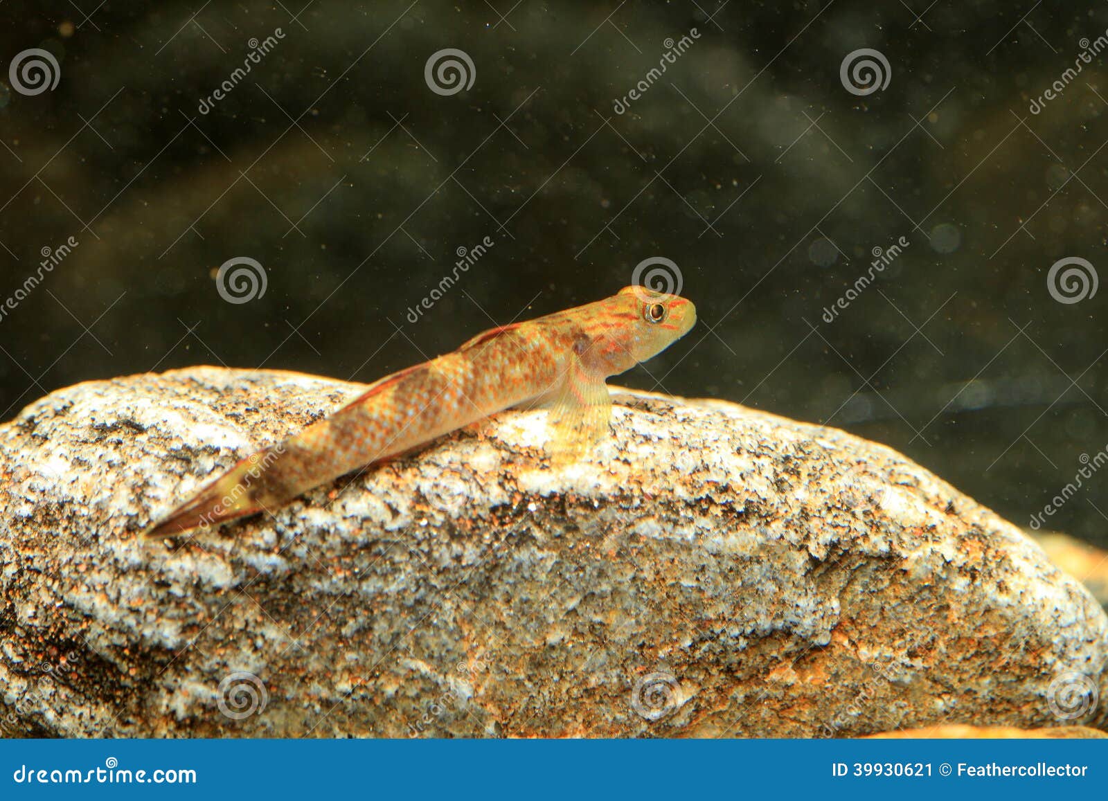 Rhinogobius sp. stock image. Image of cobalt, gobiidae - 39930621