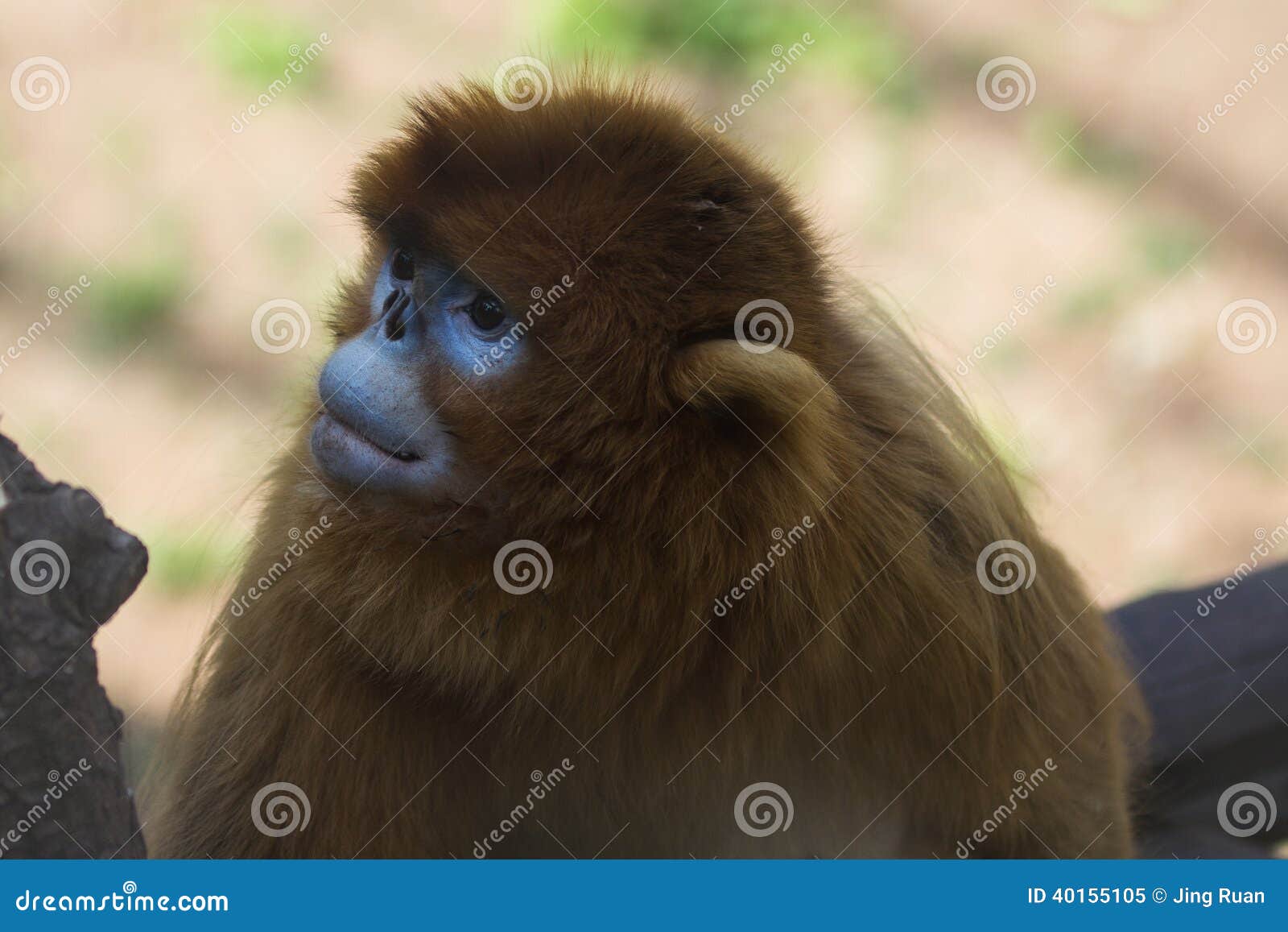 Rhinopithecus stock image. Image of roxellanae, cercopithecidae - 40155105