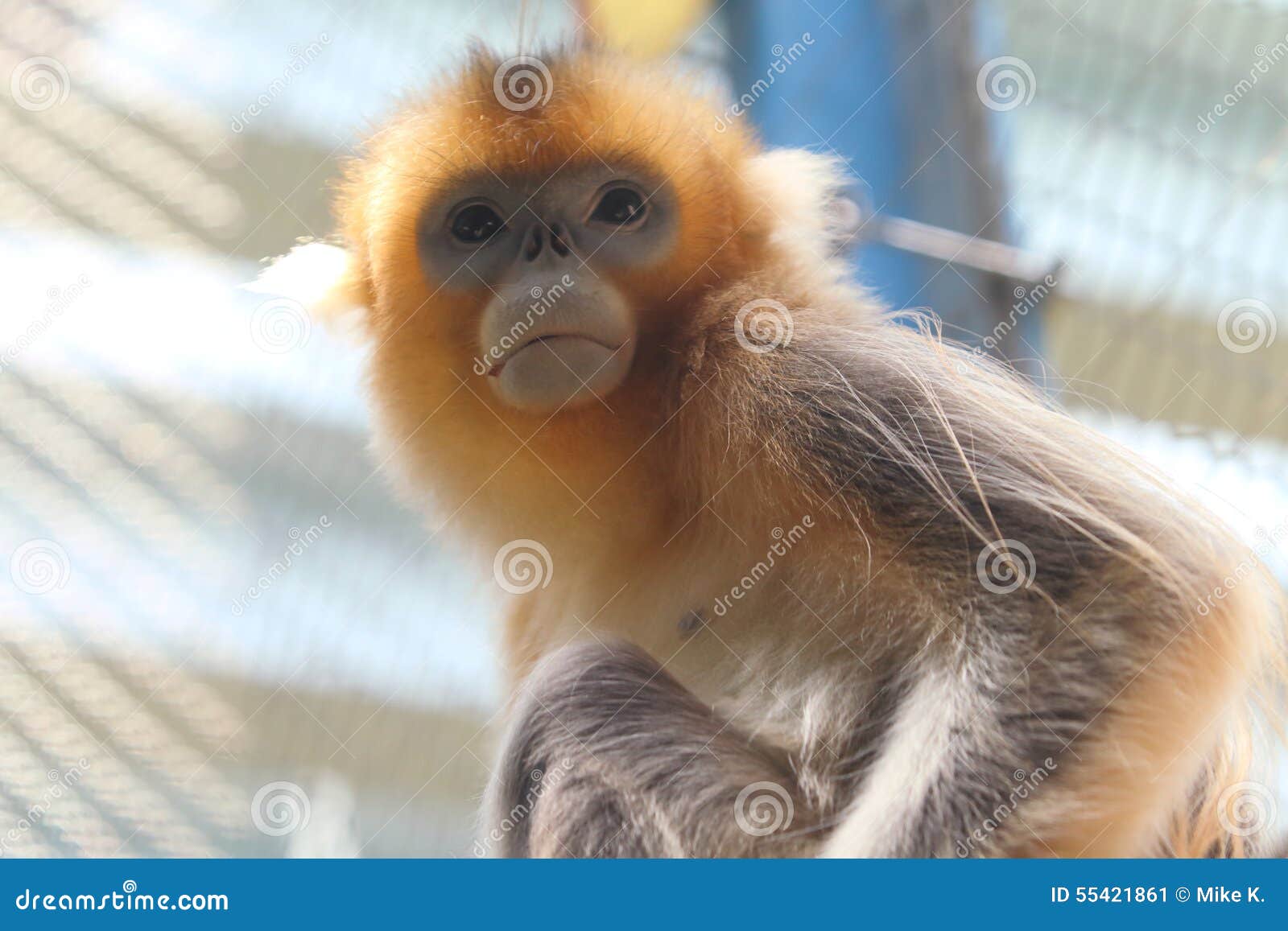 Rhinopithecus Roxellana imagen de archivo. Imagen de elevaciones - 55421861