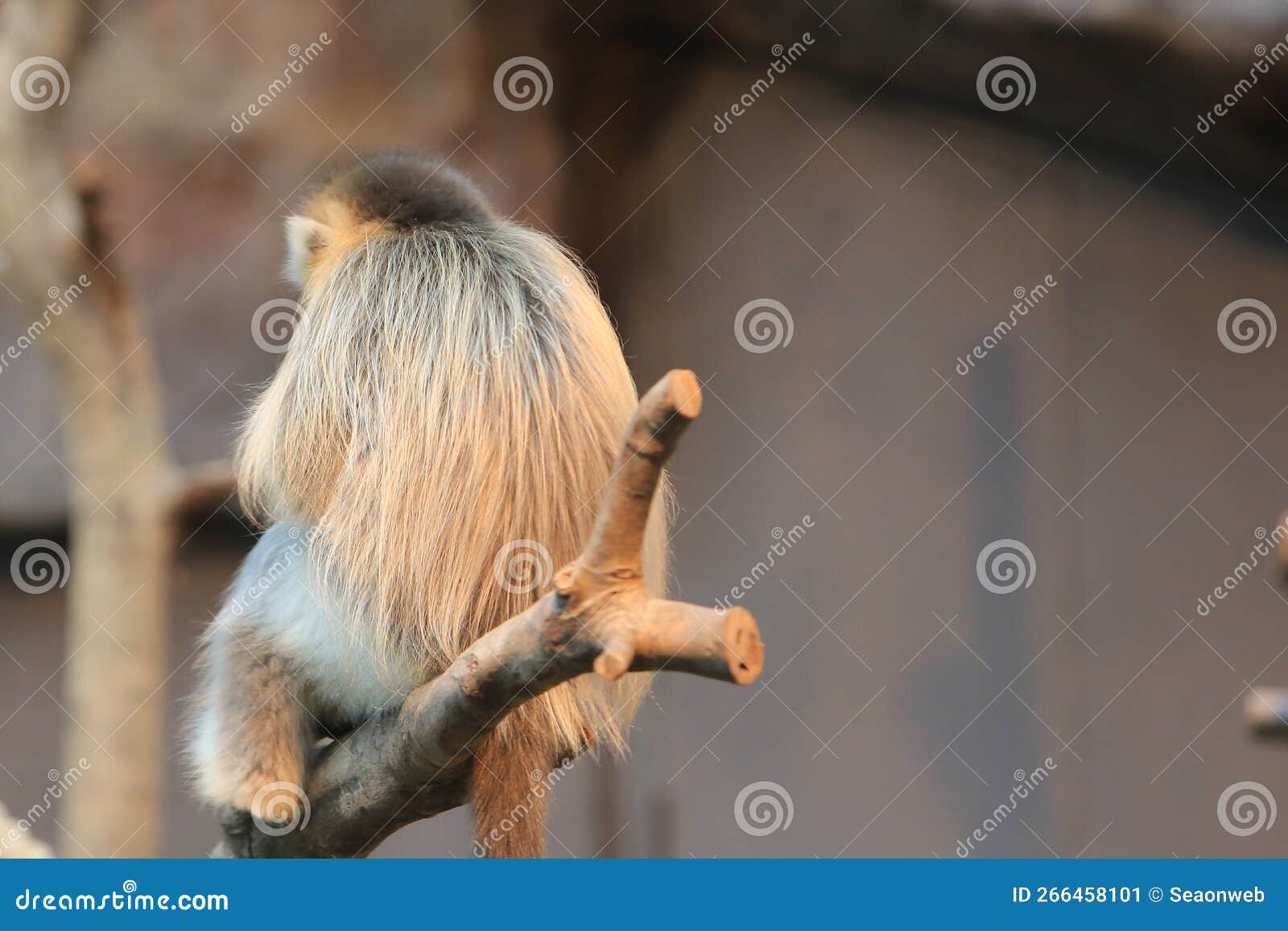 The Rhinopithecus Roxellana at Ocean Park, Animal Zoo18 Nov 2012 Stock ...