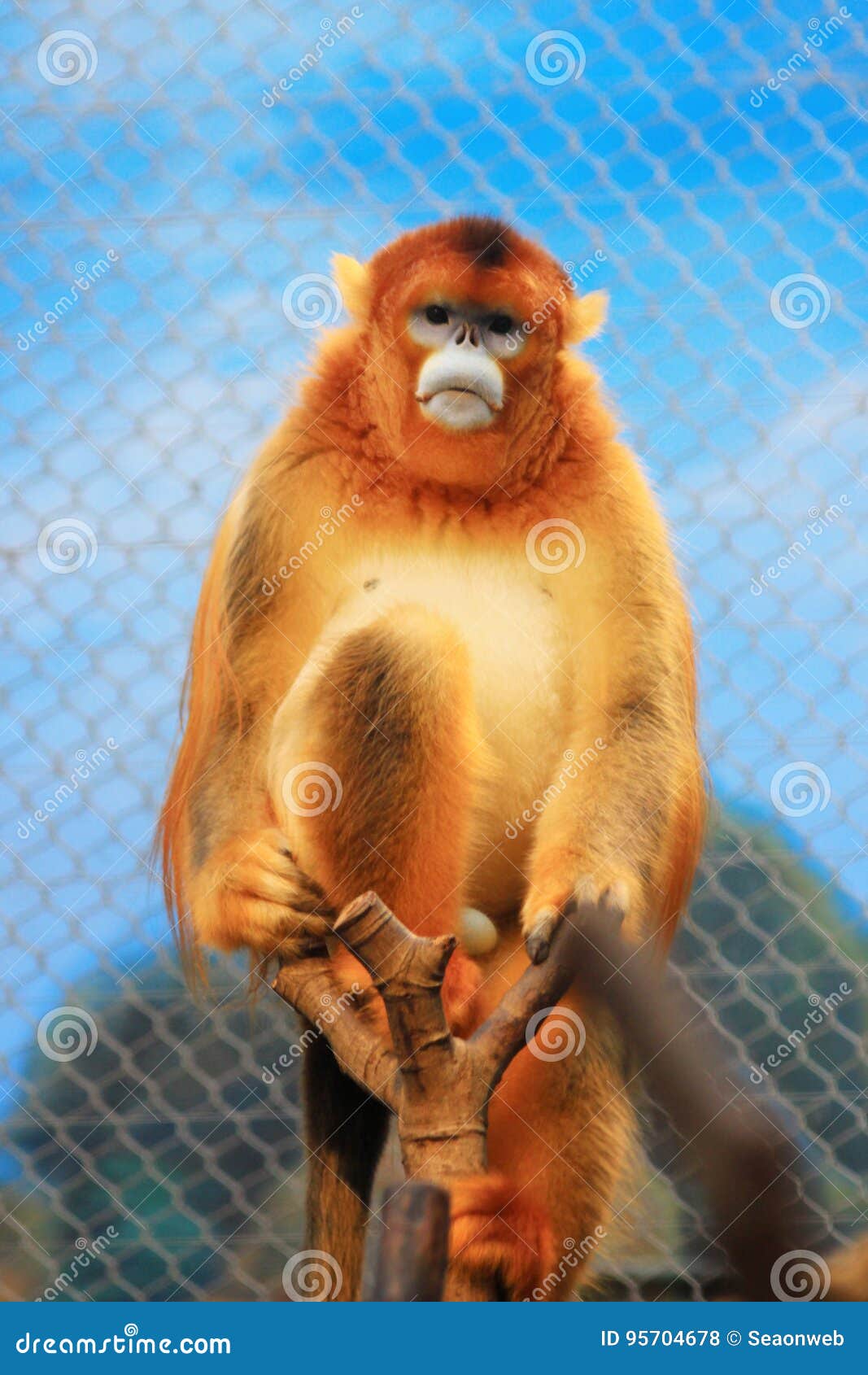 Rhinopithecus Roxellana at Ocean Park Stock Photo - Image of golden ...
