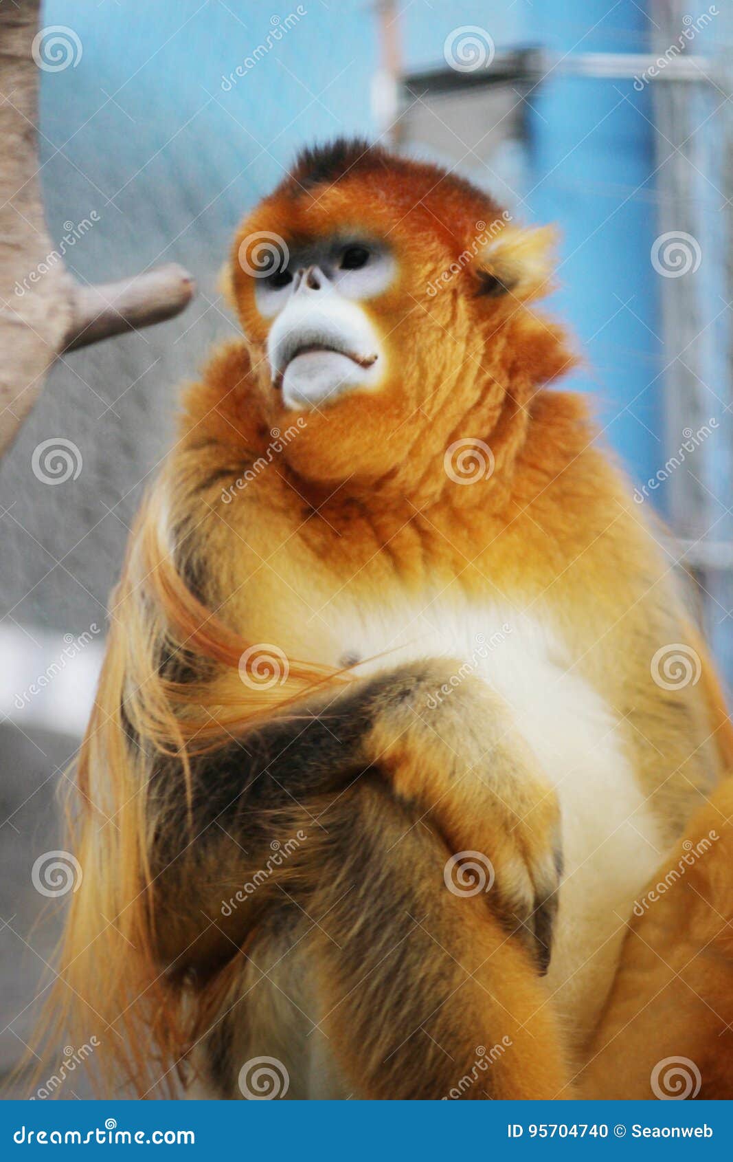 Rhinopithecus Roxellana at Ocean Park Stock Photo - Image of face ...