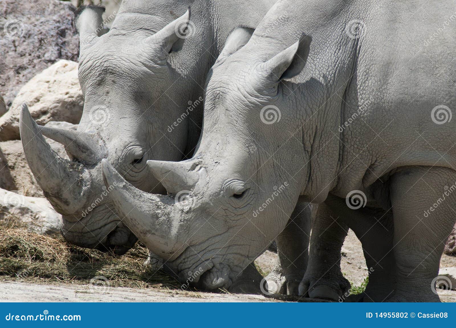 Rhinos stock photo. Image of characterful, animals, rhinos - 14955802