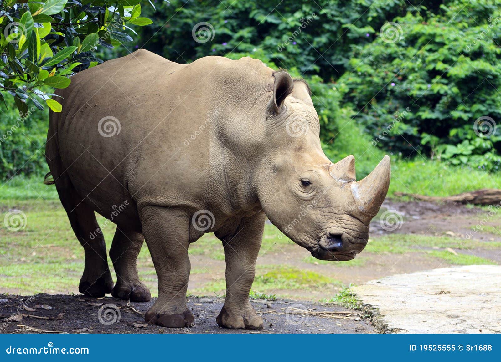 Rhinos stock image. Image of megafauna, rhino, mammals - 19525555