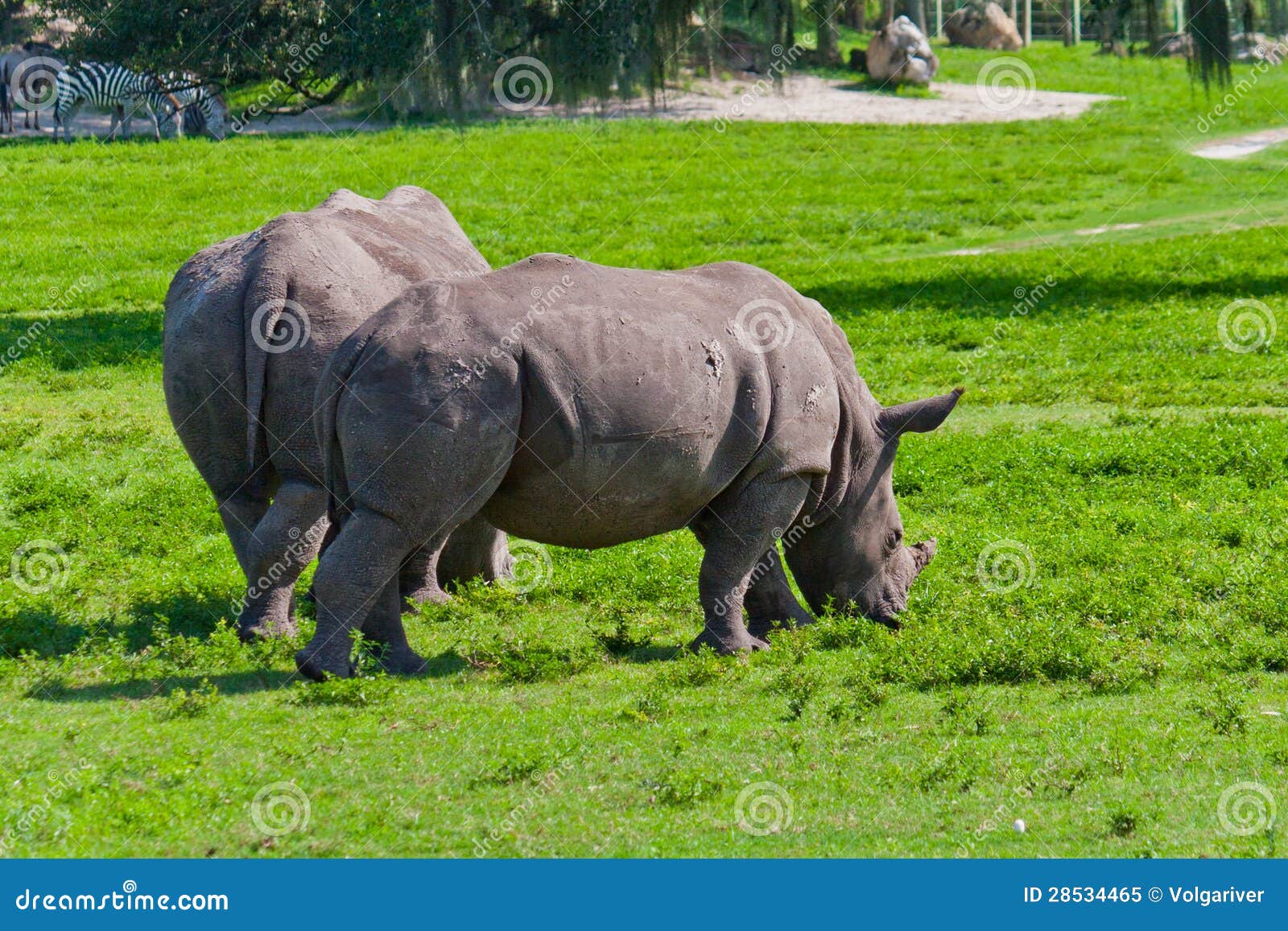 The rhinos stock image. Image of protect, squarelipped - 28534465