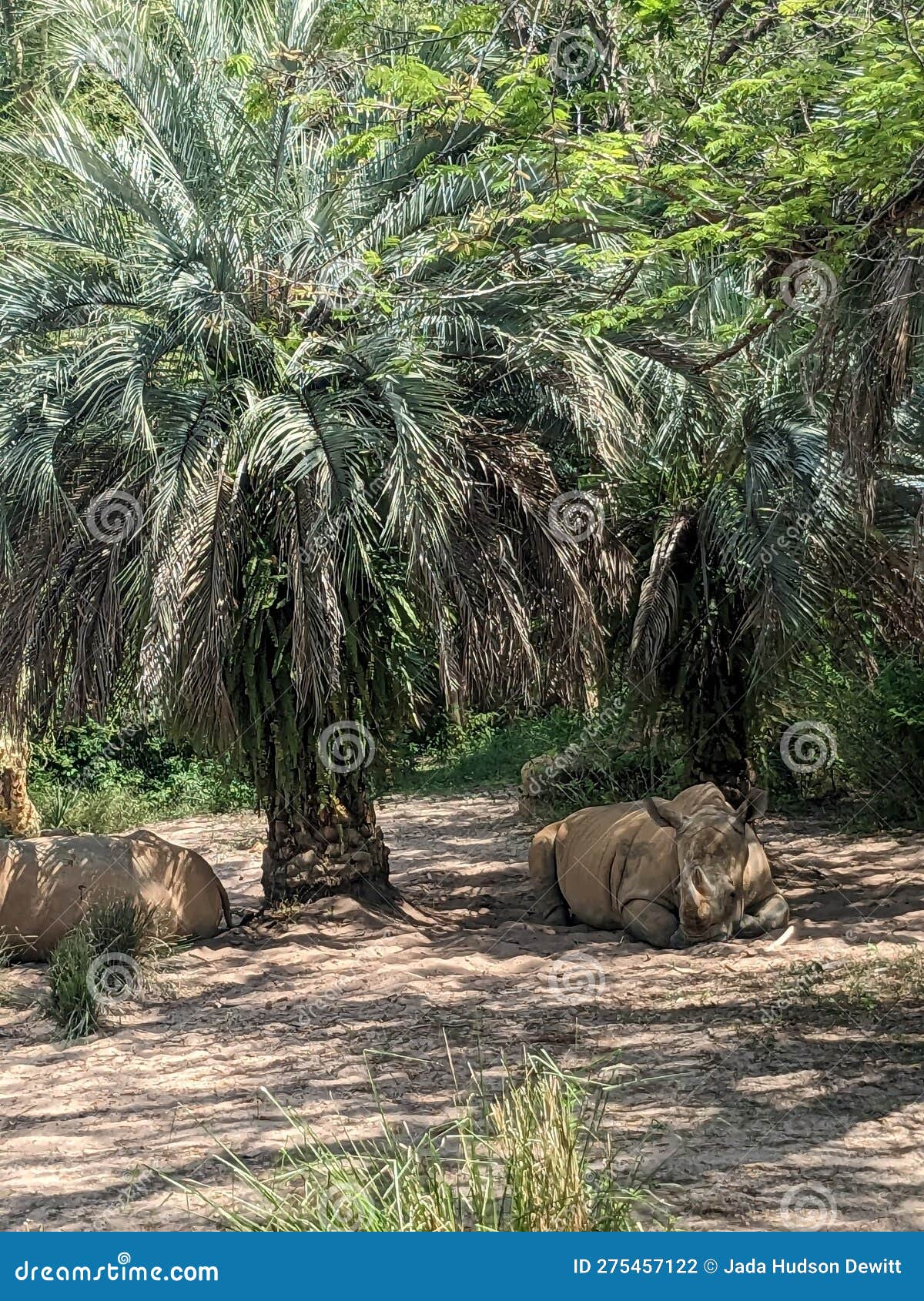 Rhinos Chillin stock photo. Image of shade, branch - 275457122