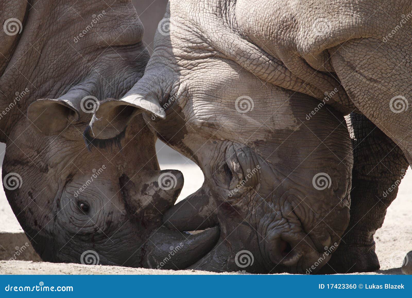 Rhinos fight stock photo. Image of rhino, dvur, fight - 17423360