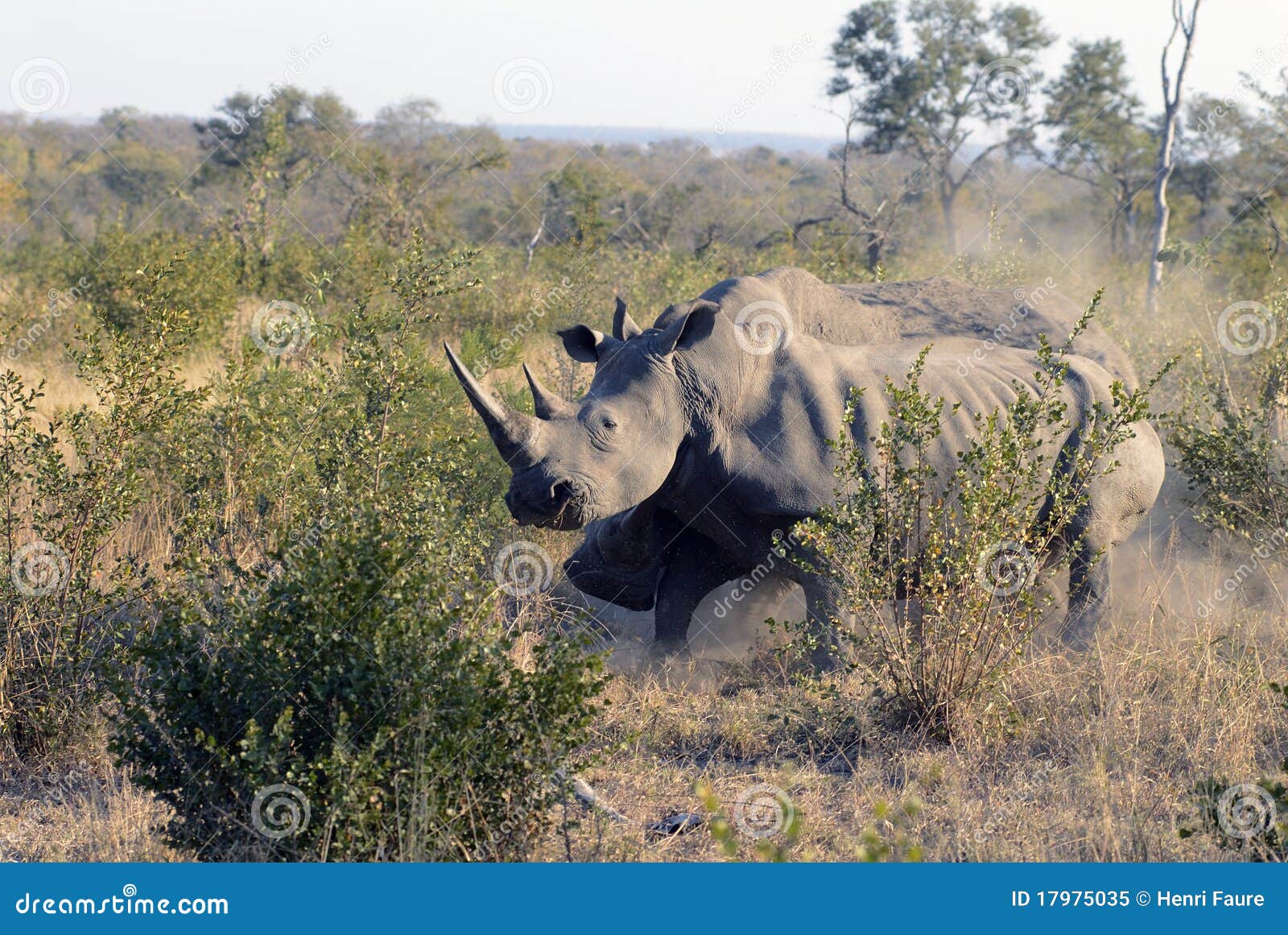 Rhinos fighting stock image. Image of rhinoceros, horn - 17975035