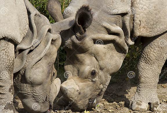 Rhinos in Love stock image. Image of kiss, moment, nose - 11520251