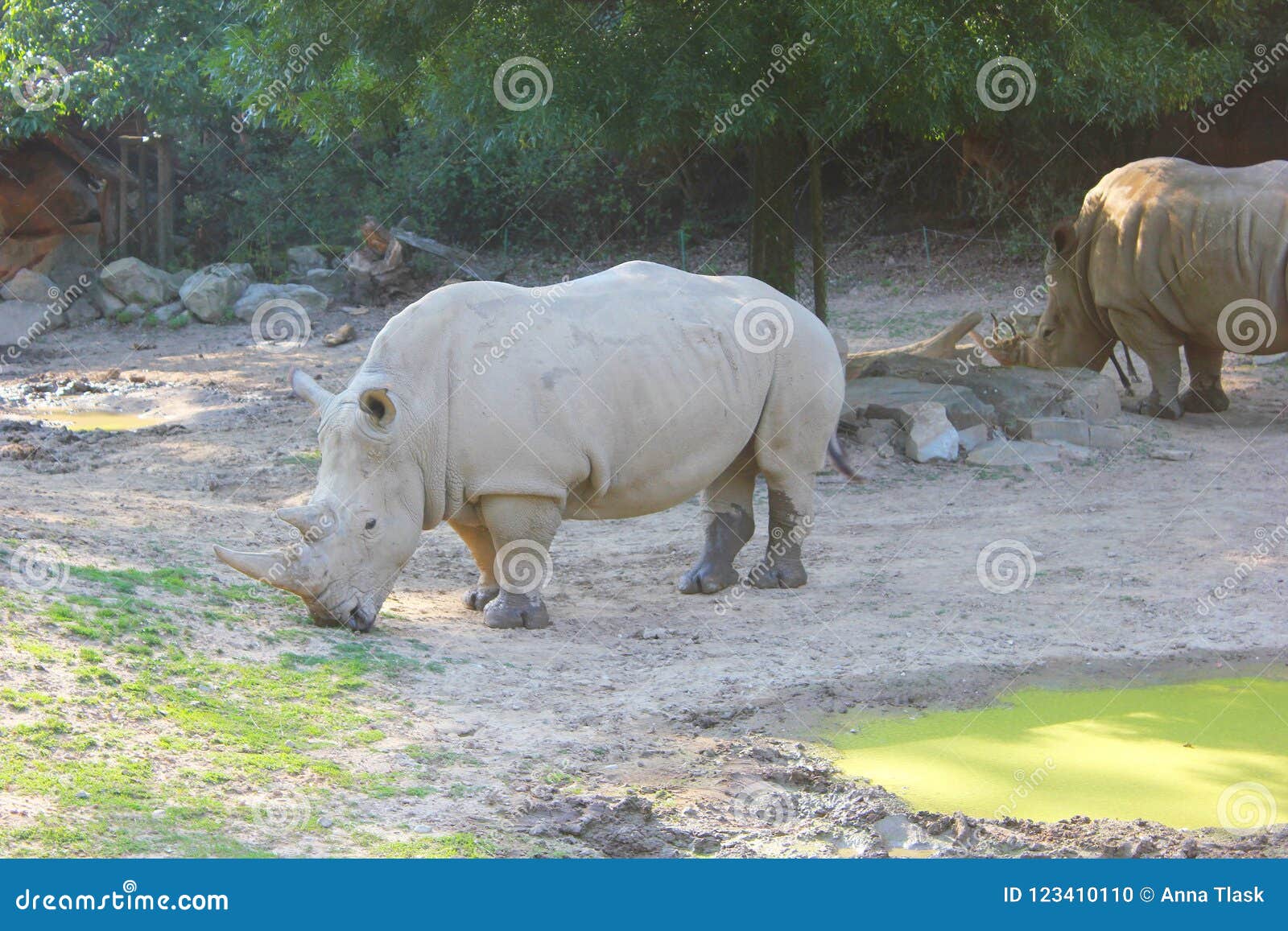 Rhinos stock photo. Image of rhinos, zoopark, grass - 123410110