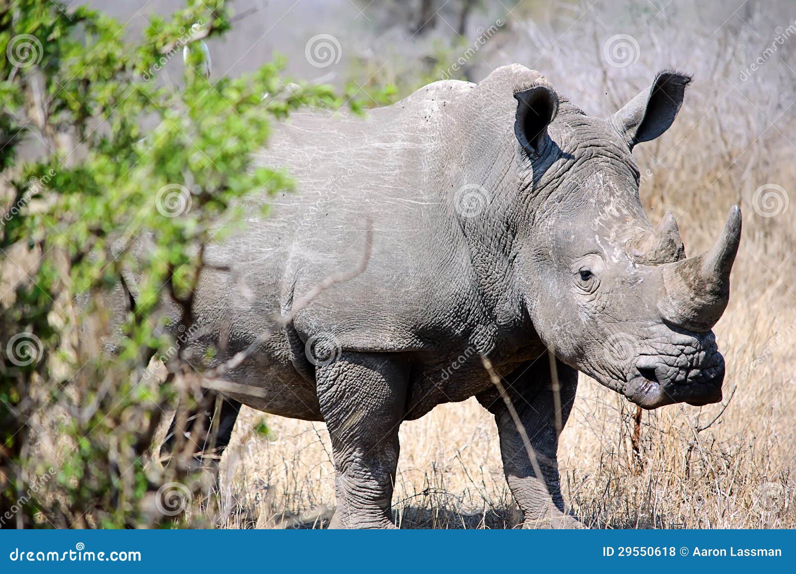 Rhinosaurus stock photo. Image of national, wildlife - 29550618