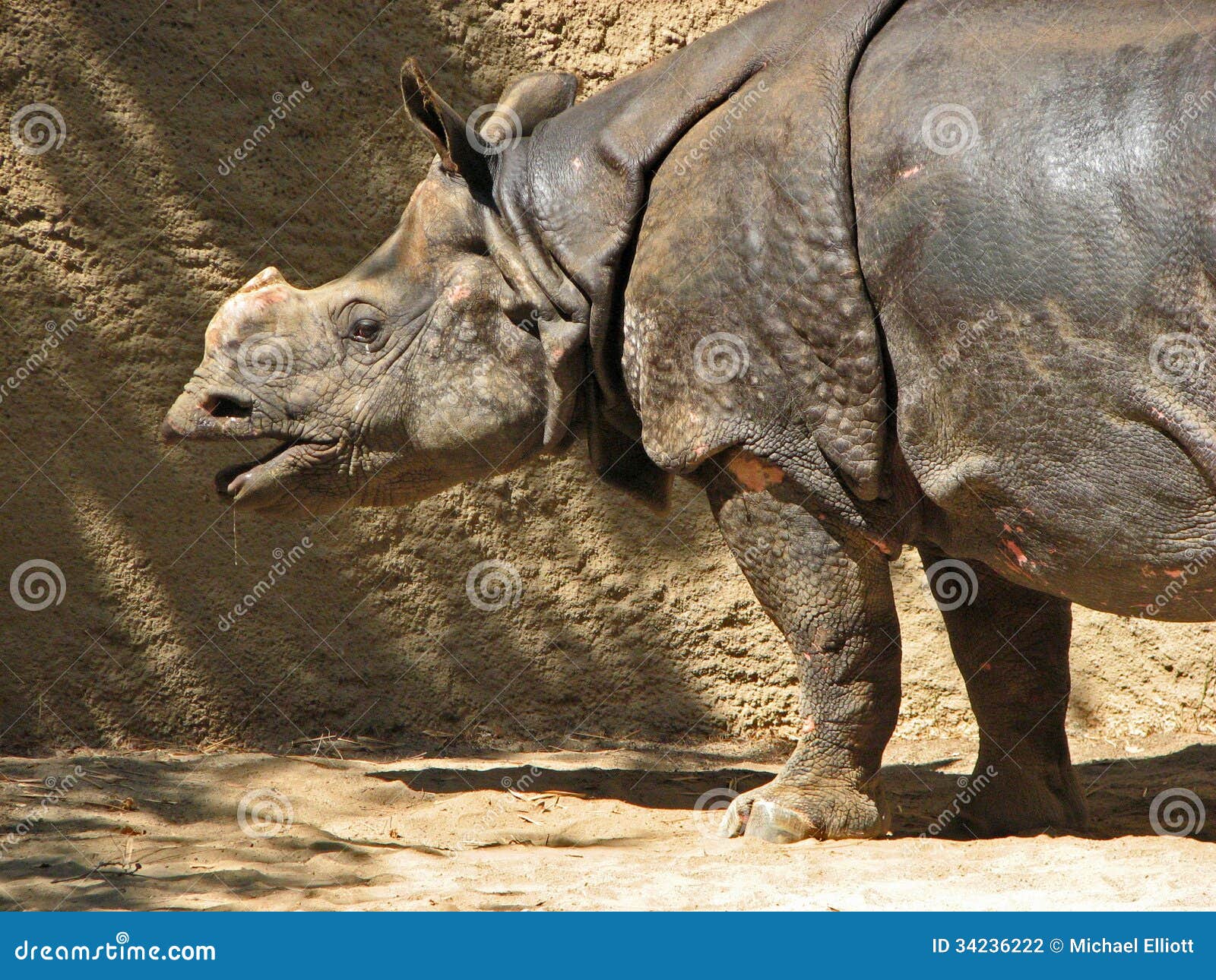 Rhinosaurus photo stock. Image du animal, mammifère, grand - 34236222