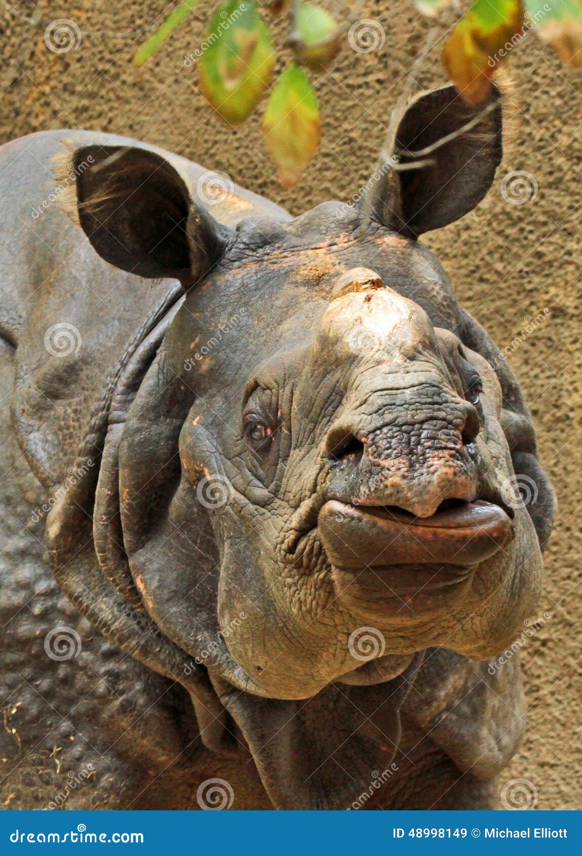 Rhinosaurus stockbild. Bild von nahaufnahme, kopf, kauen - 48998149