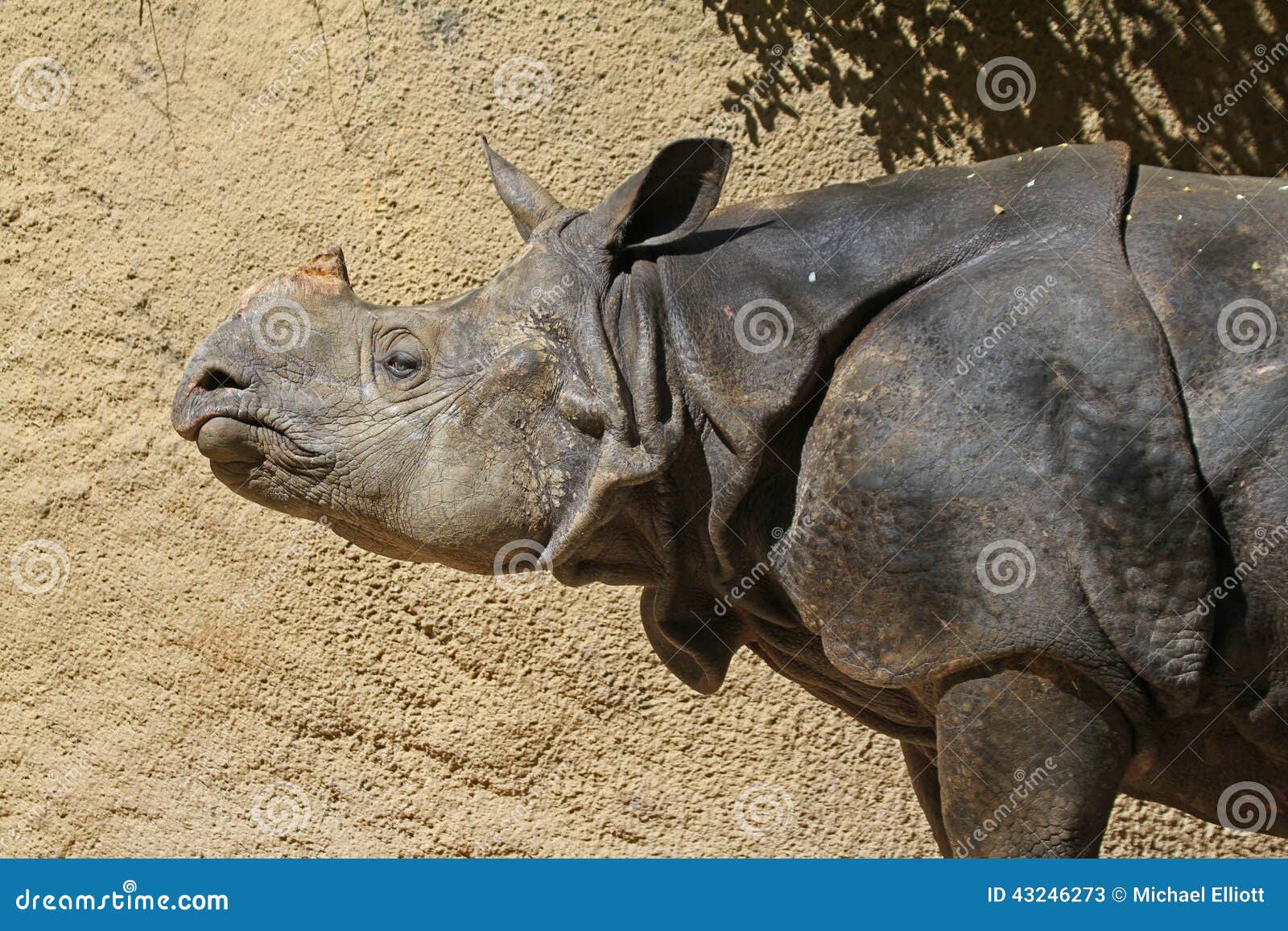Rhinosaurus stock image. Image of danger, close, details - 43246273