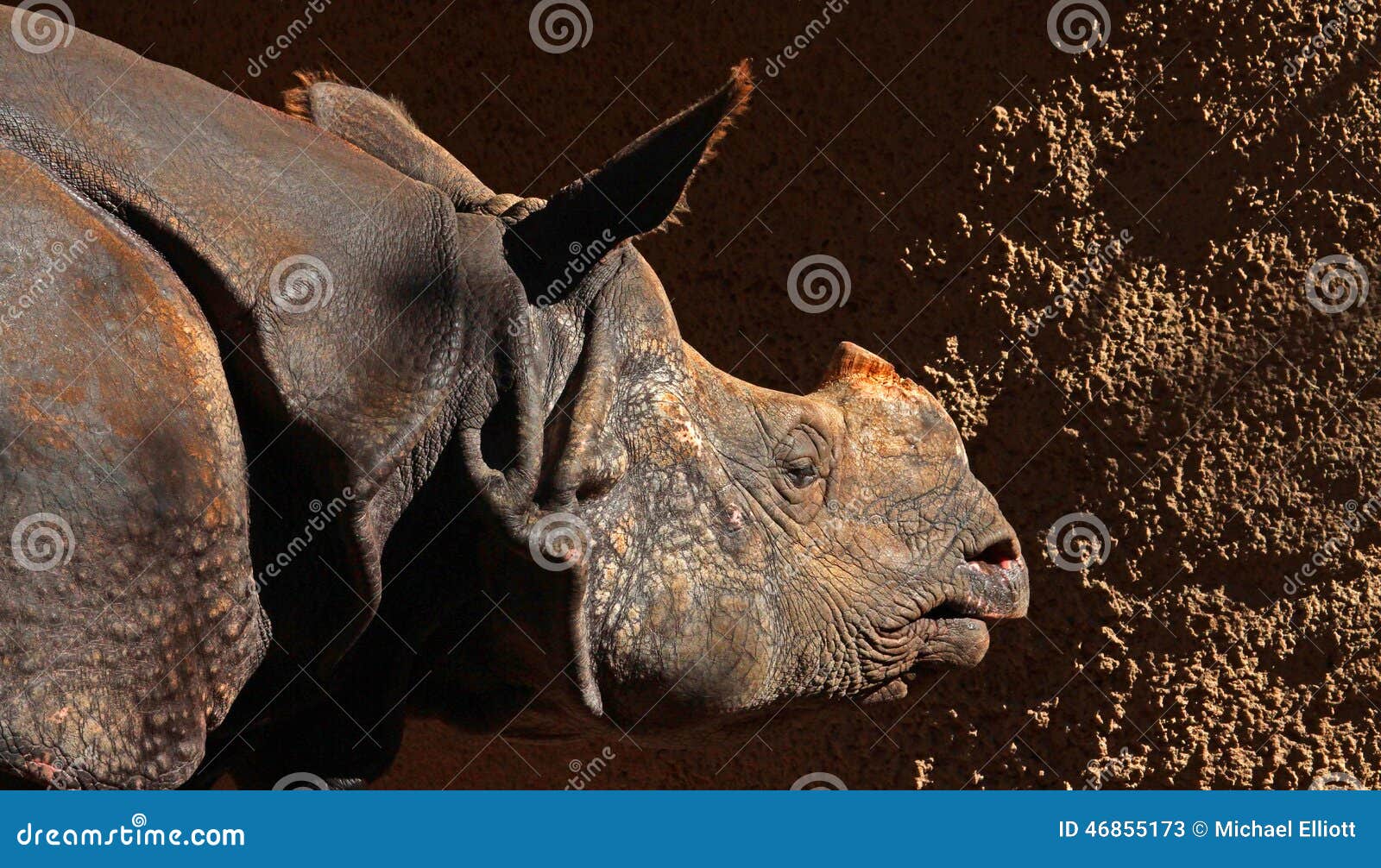 Rhinosaurus stock image. Image of asia, lighting, resting - 46855173