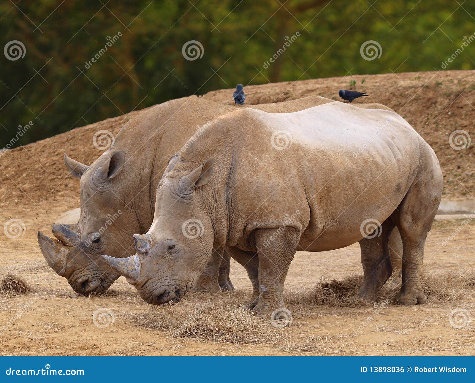 Rhinoserus foto de archivo. Imagen de piel, retroceder - 13898036