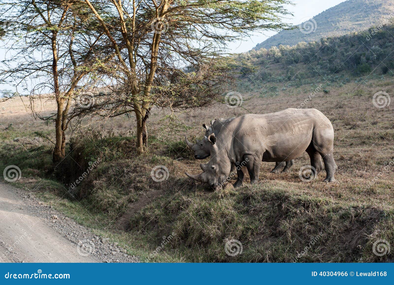 Rhinozeros stockfoto. Bild von tier, feiertag, nave, safari - 40304966