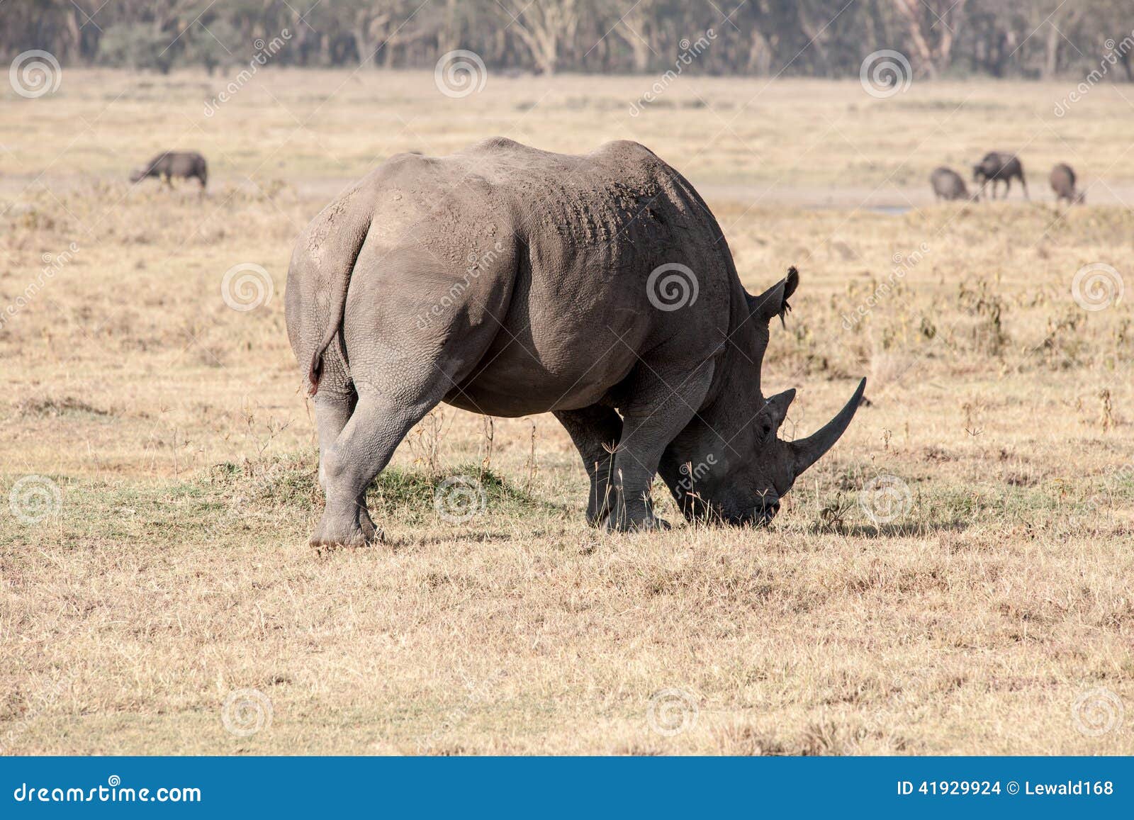 Rhinozeros stock photo. Image of wildlife, kenya, landscape - 41929924