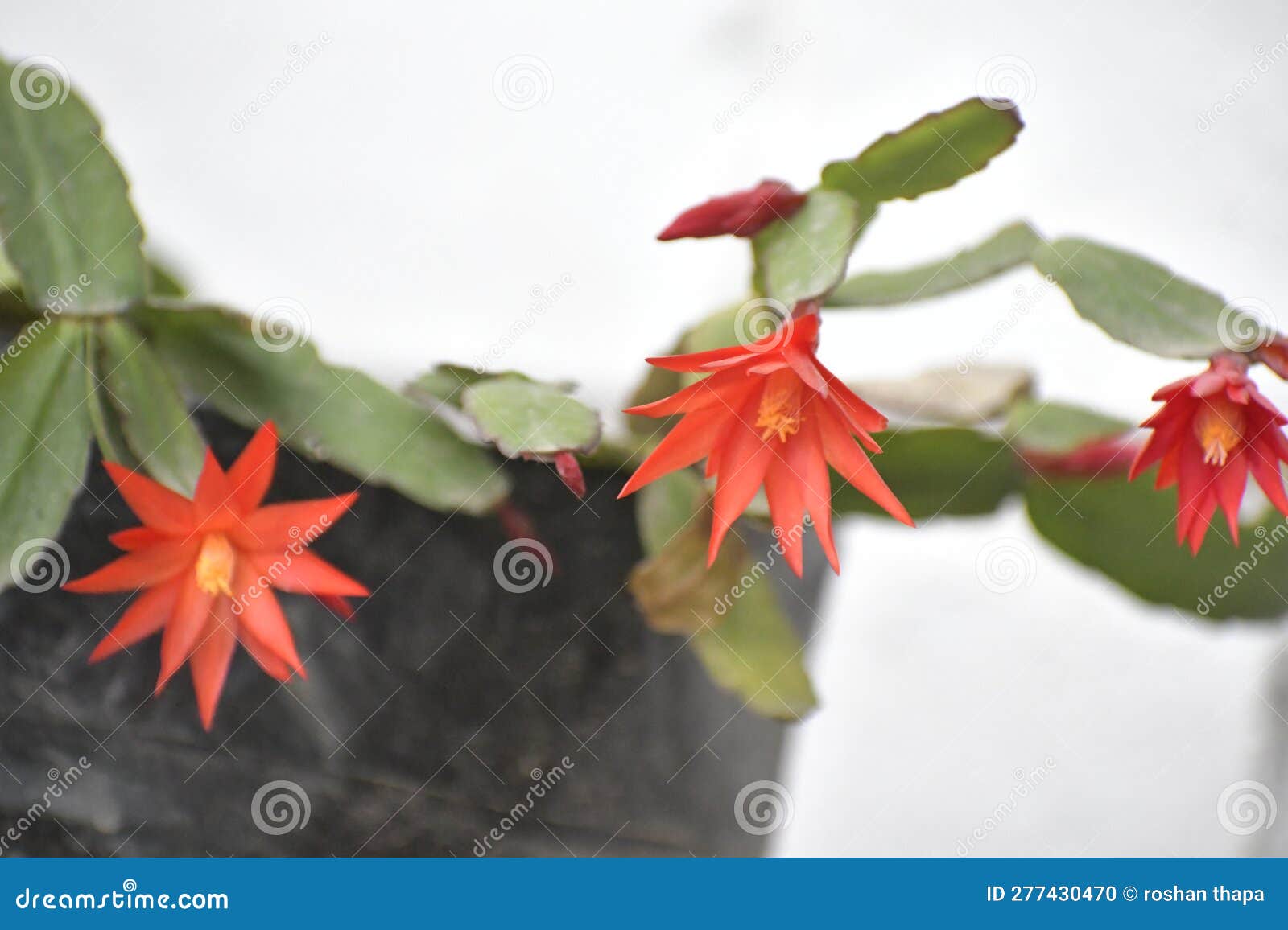 Rhipsalidopsis Gaertneri - Rhipsalidopsis Gaertneri Stock Photo - Image ...