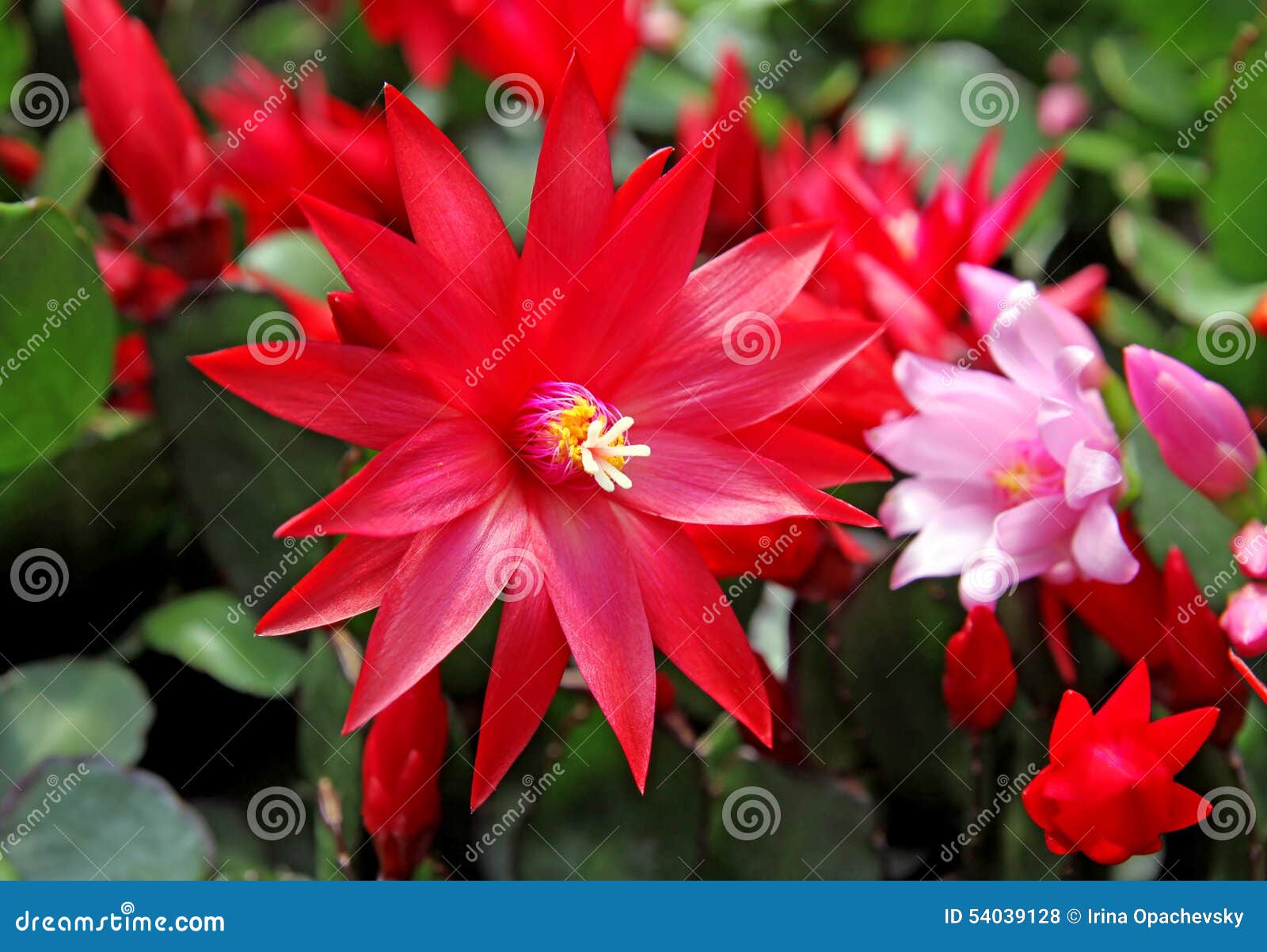 Rhipsalidopsis or stock photo. Image of pistil, stamen - 54039128