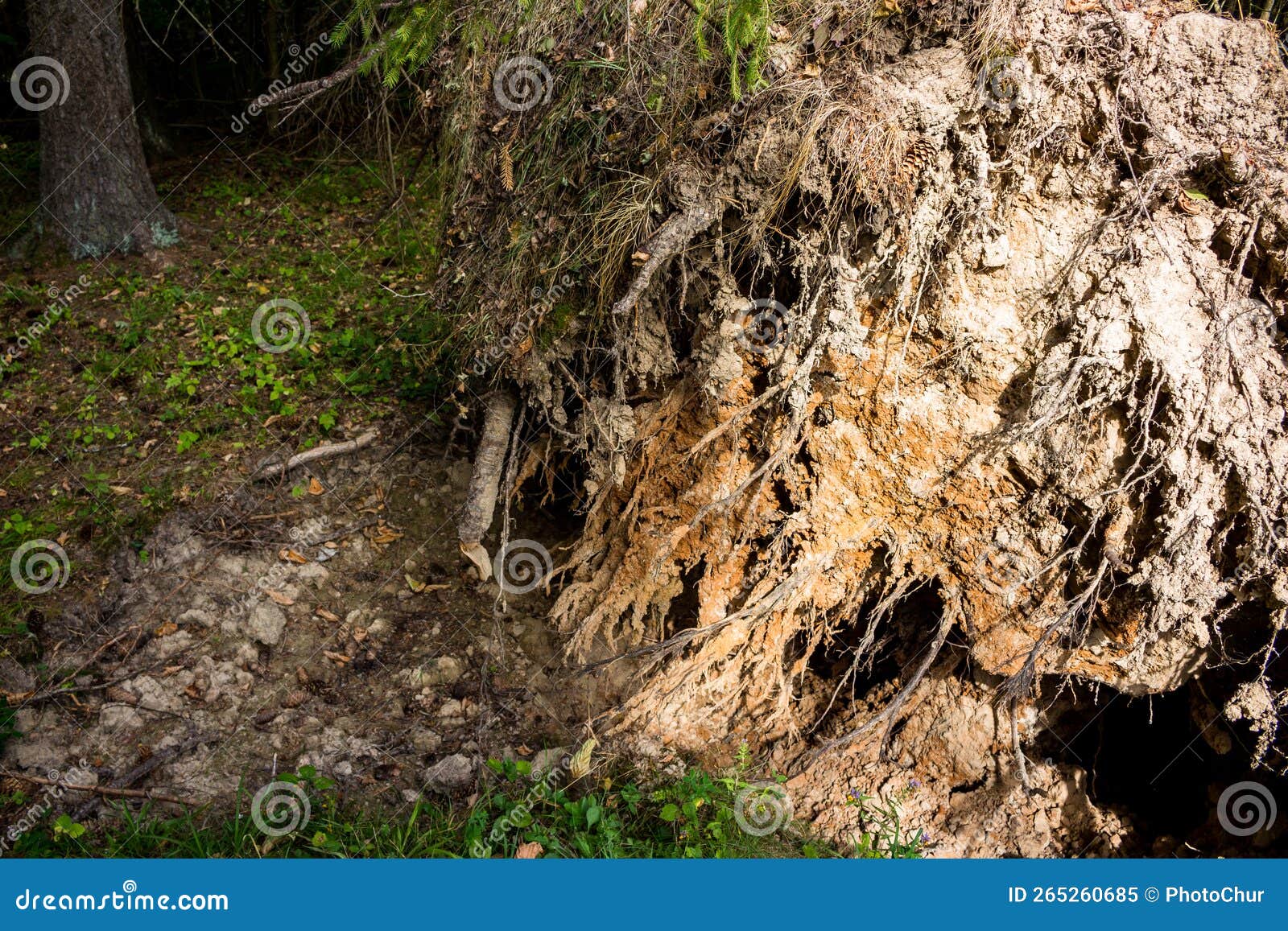 Rhizomes of a Fallen Birch in the Forest after a Windblow Stock Image ...