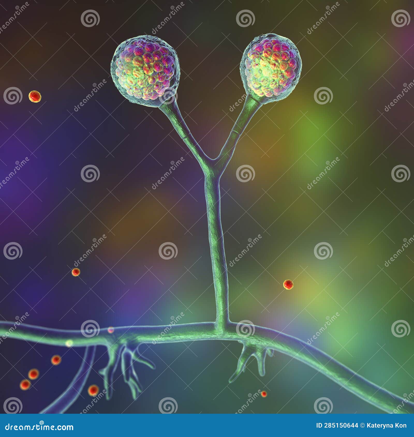 Illustration Of Filamentous M13 Phage Virus Structure Royalty-Free ... Illustration Of Filamentous M13 Phage Virus Structure Royalty-Free ...