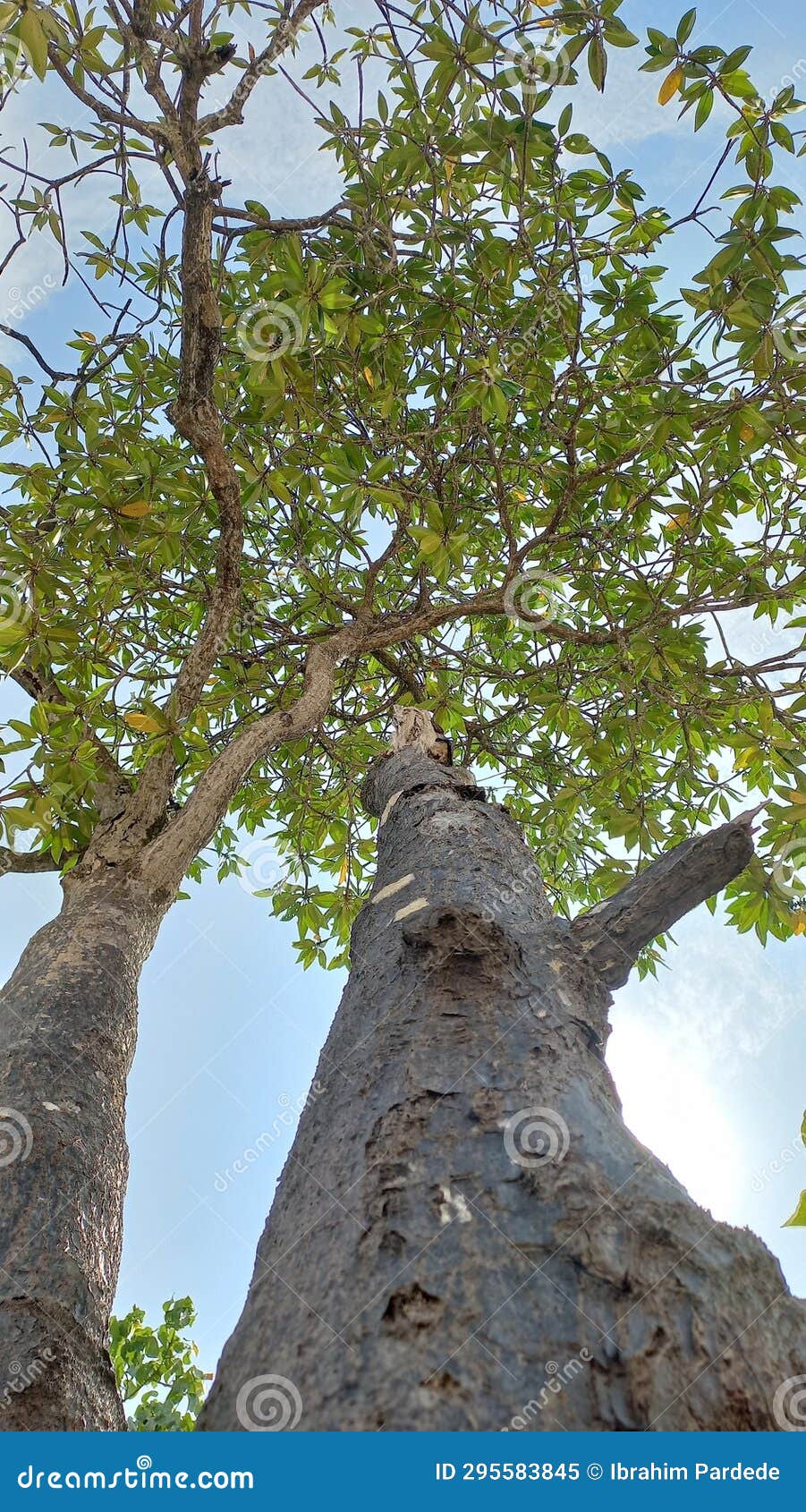 Rhizophora Apiculata Canopy Stock Image - Image of deciduous, woodland ...