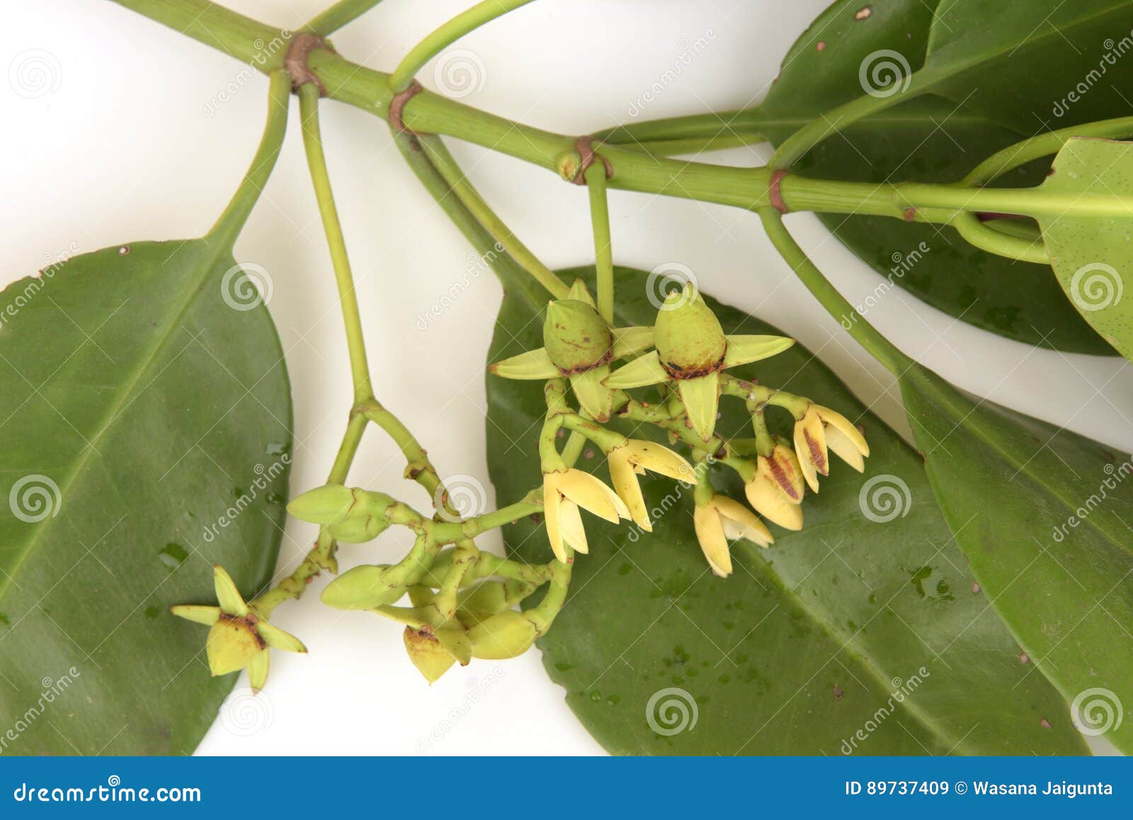Rhizophora Apiculata Plant. Stock Image - Image of apiculata, forest ...