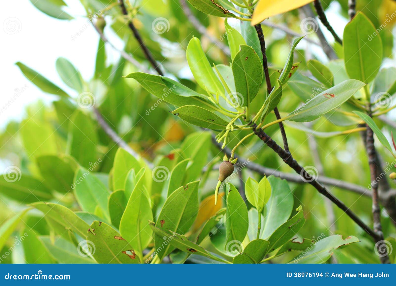 Rhizophora Mangrove fruit stock photo. Image of environmental - 38976194