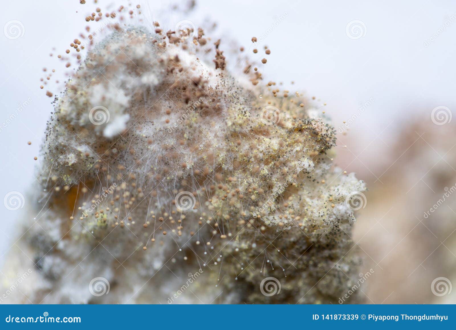 Rhizopus Bread Mold Is A Genus Of Common Saprophytic Fungi,Rhizopus ...