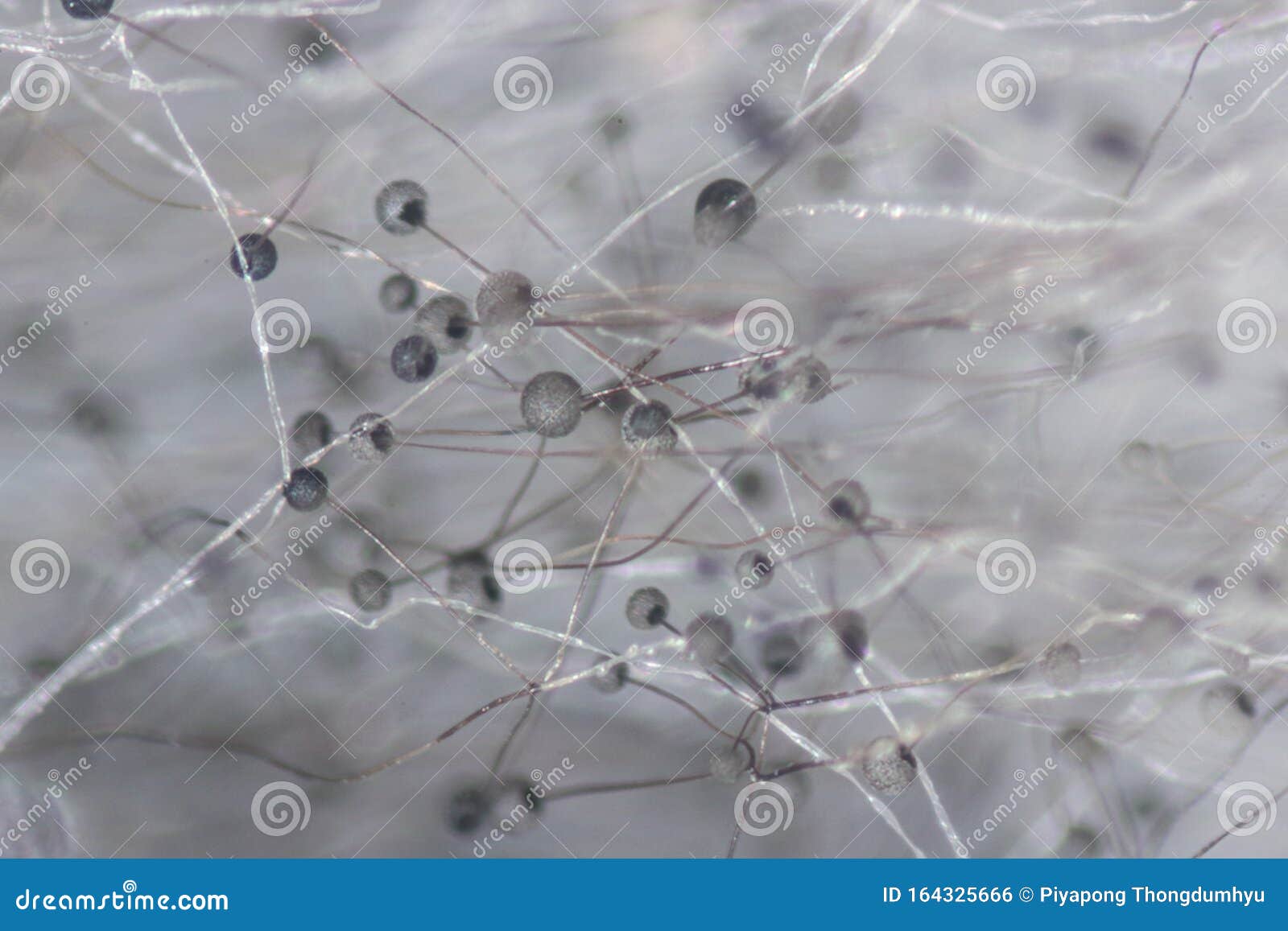 Rhizopus Bread Mold is a Genus of Common Saprophytic Fungi,Rhizopus ...