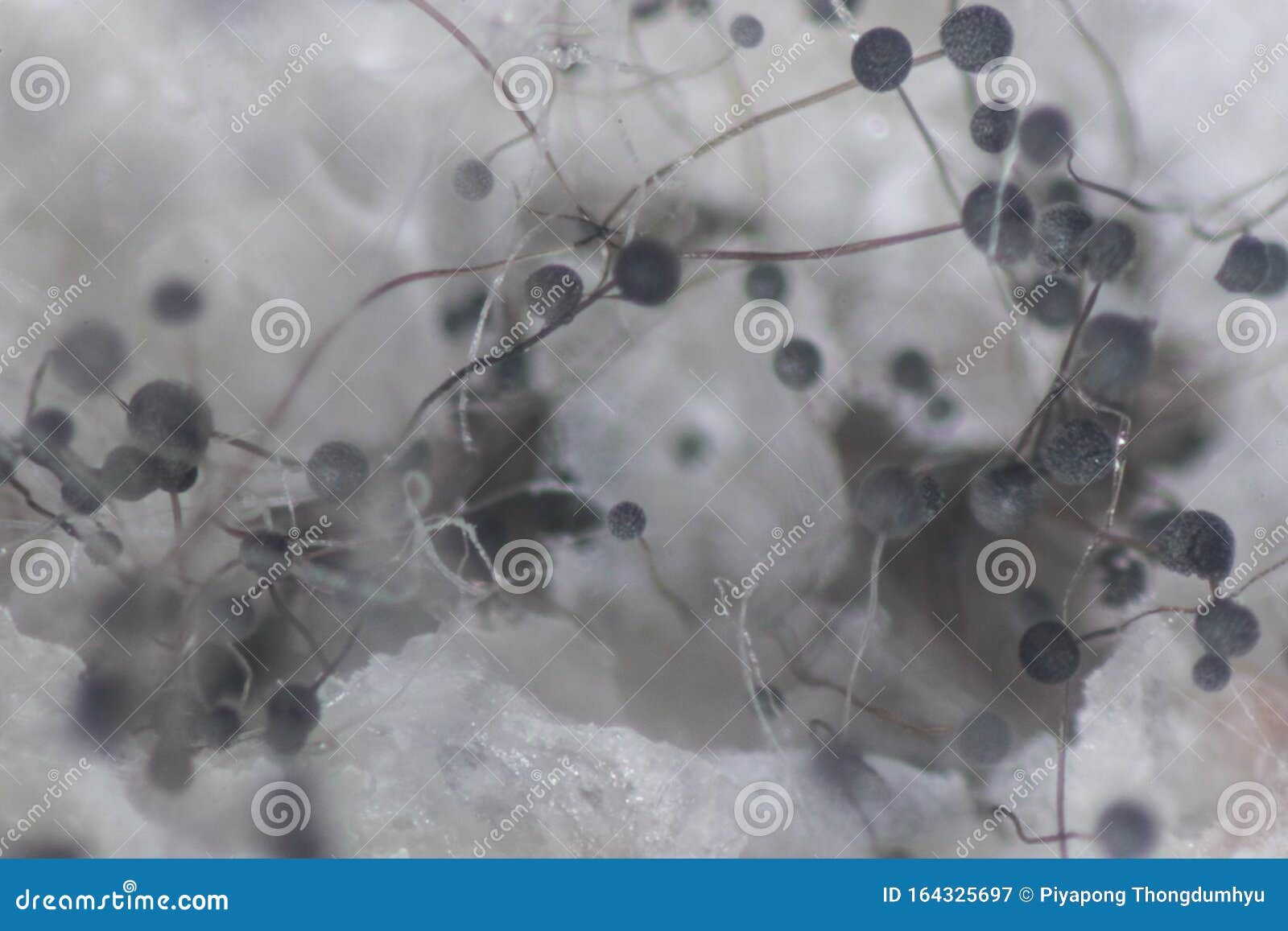 Rhizopus Bread Mold is a Genus of Common Saprophytic Fungi,Rhizopus ...