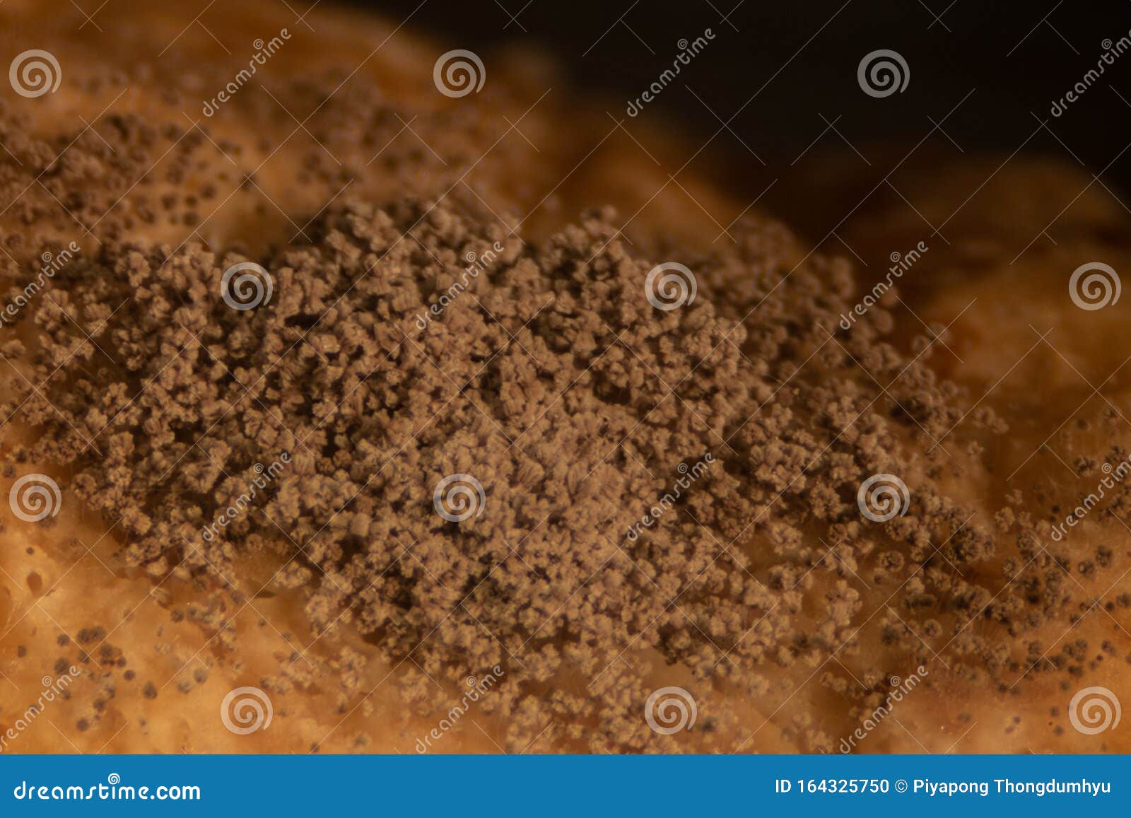 Rhizopus Bread Mold is a Genus of Common Saprophytic Fungi,Rhizopus ...