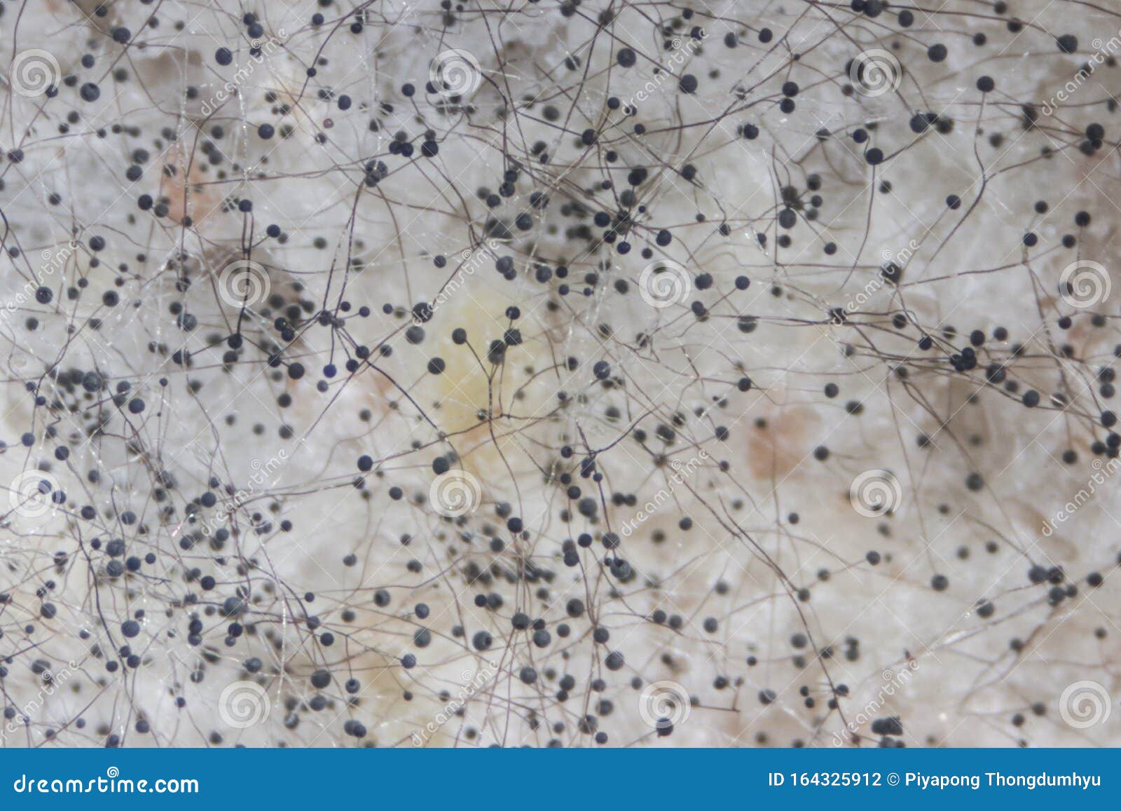 Rhizopus Bread Mold is a Genus of Common Saprophytic Fungi,Rhizopus ...